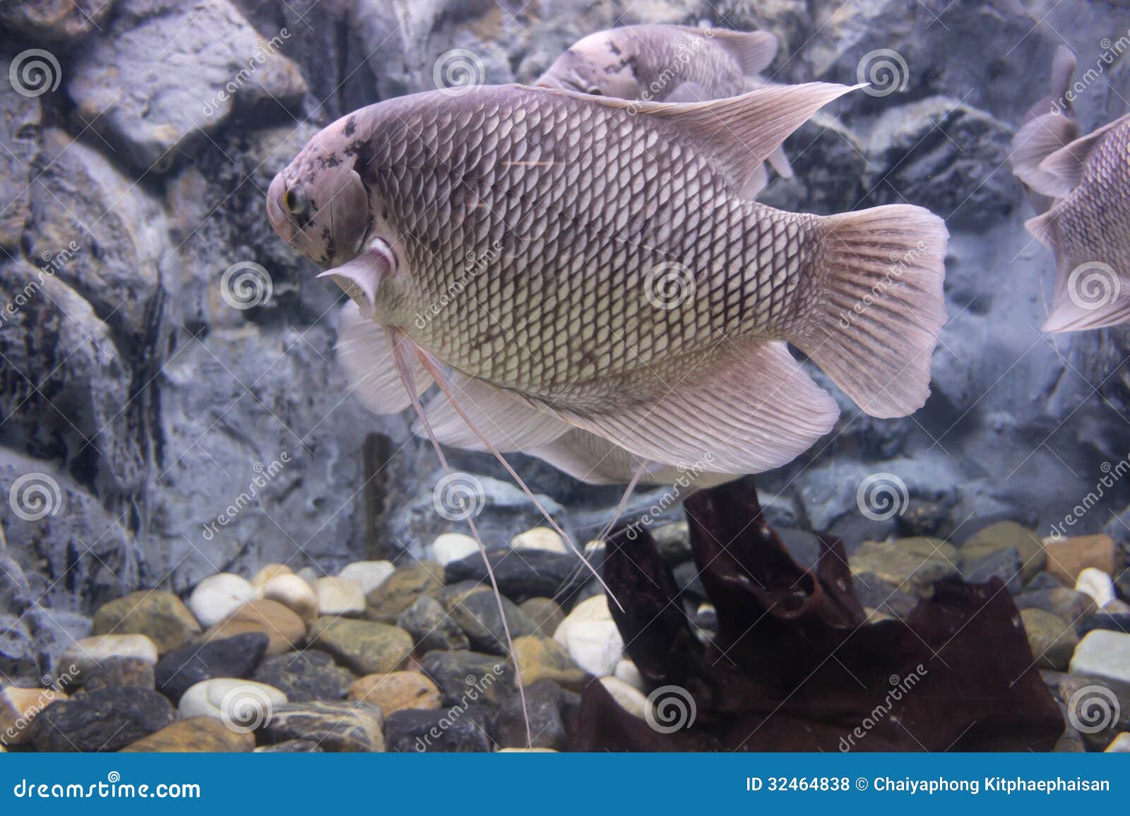 Giant Gourami Fish stock photo. Image of giant, fish - 32464838