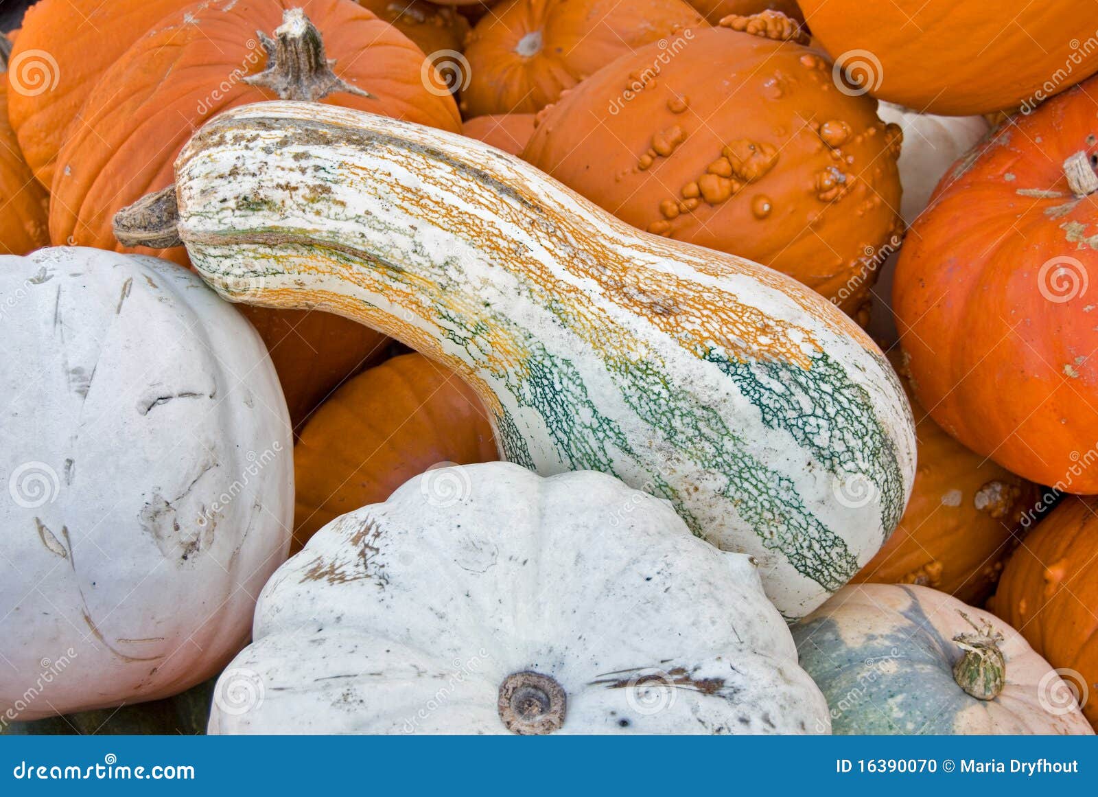 Giant Gourd stock photo. Image of bright, pumpkin, variety - 16390070