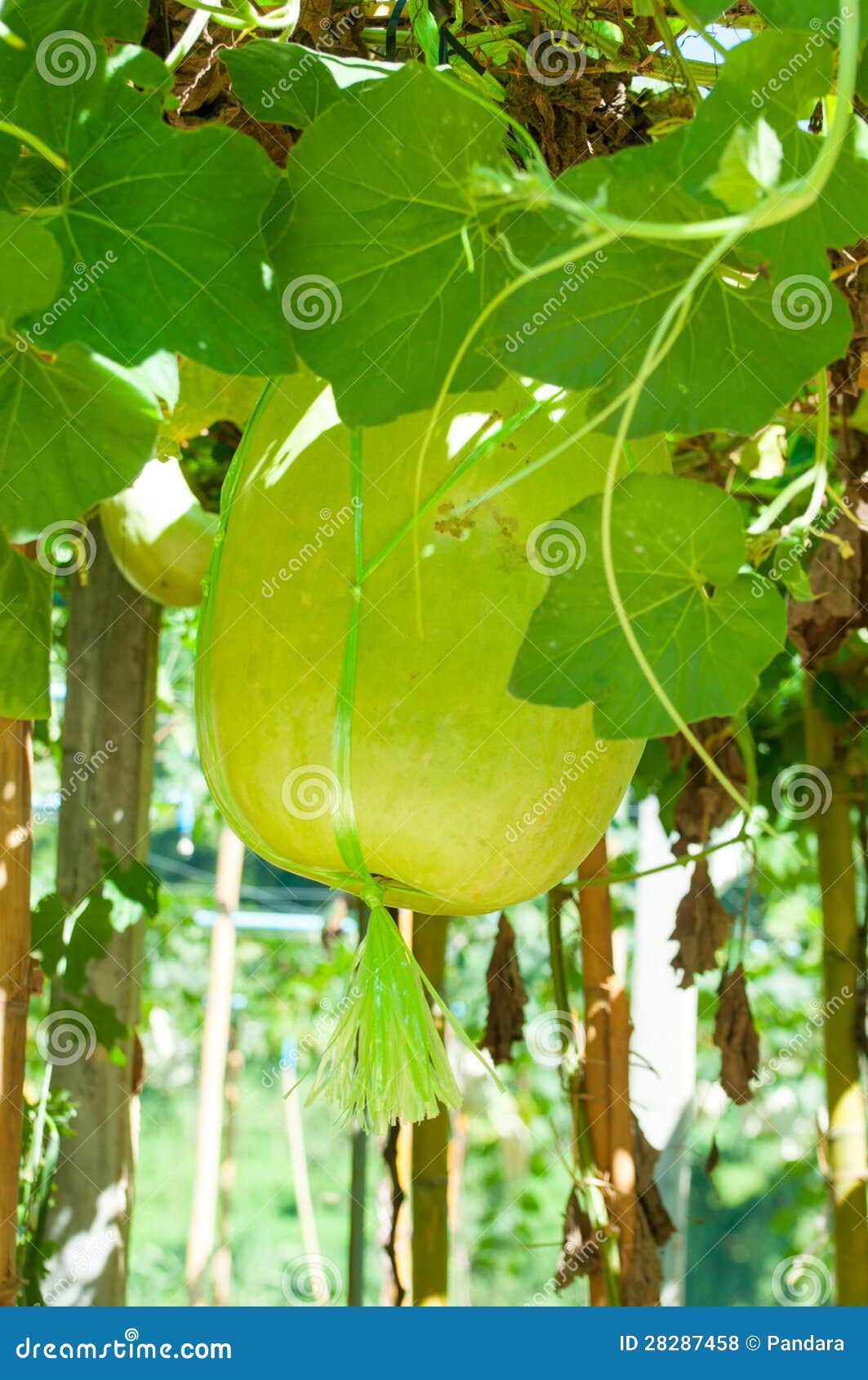 Giant gourd stock photo. Image of healthy, natural, cook - 28287458
