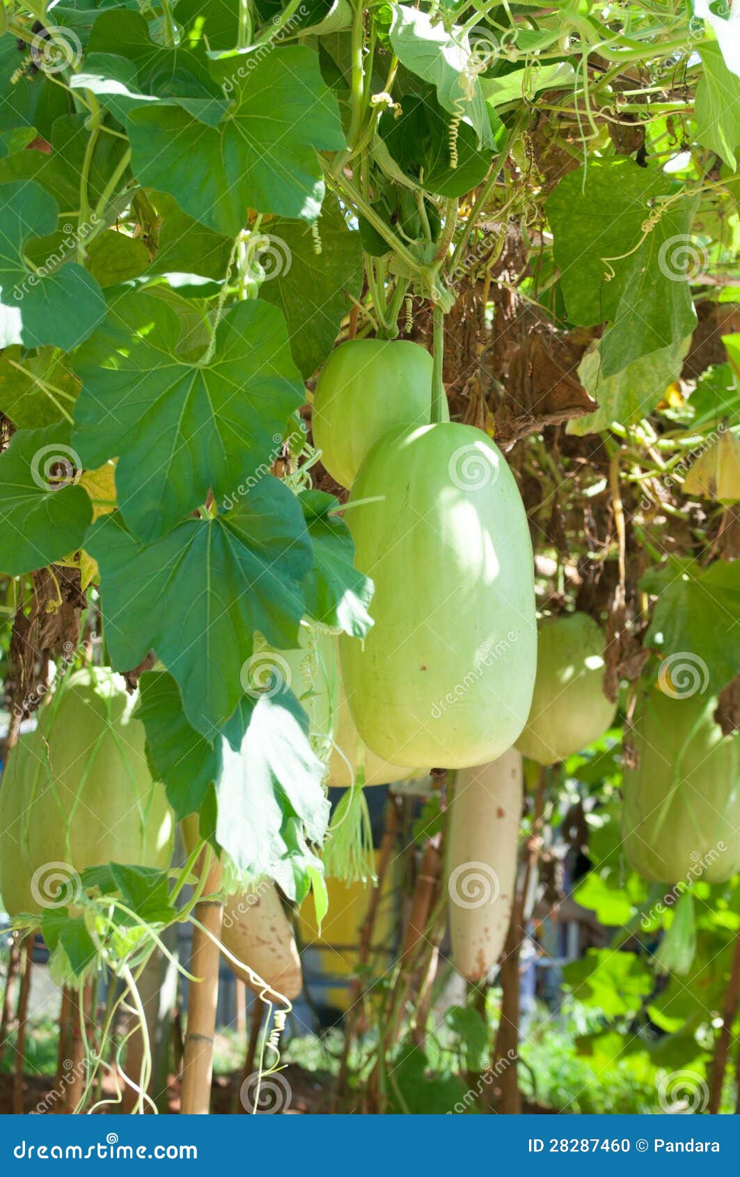 Giant gourd stock photo. Image of veggies, giant, agriculture - 28287460
