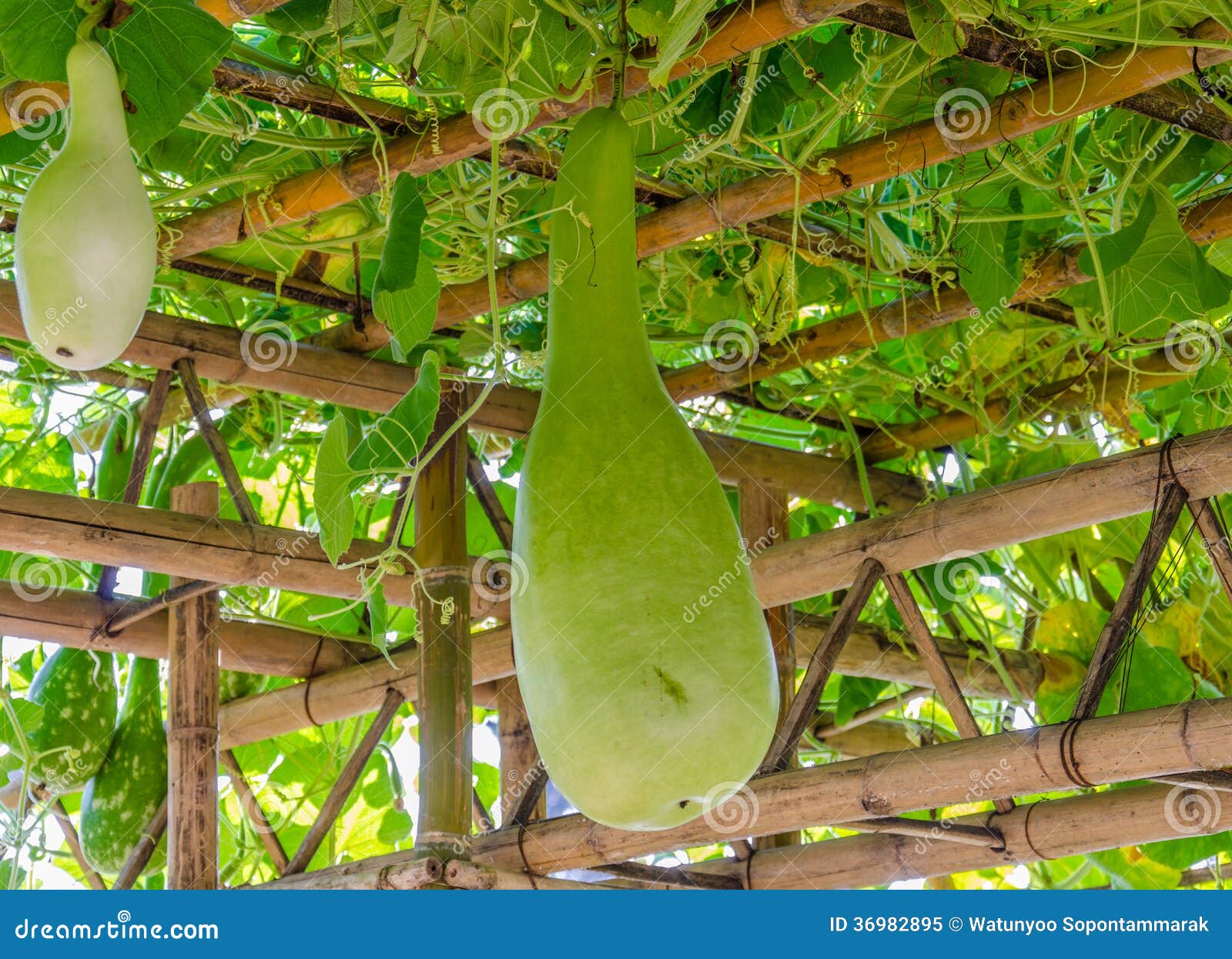 The giant gourd stock image. Image of background, nature - 36982895