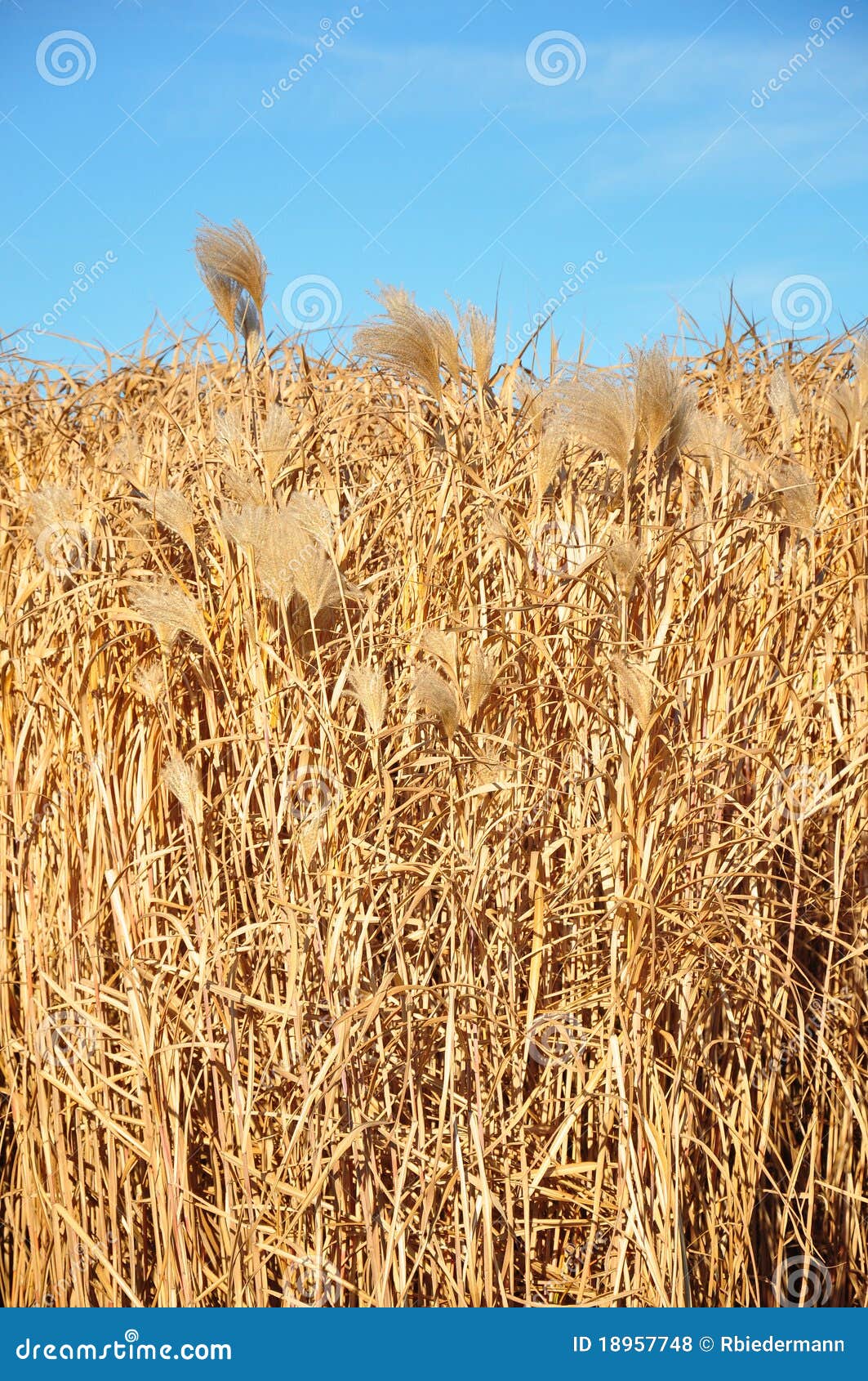 Giant grass (Miscanthus) stock photo. Image of energy - 18957748