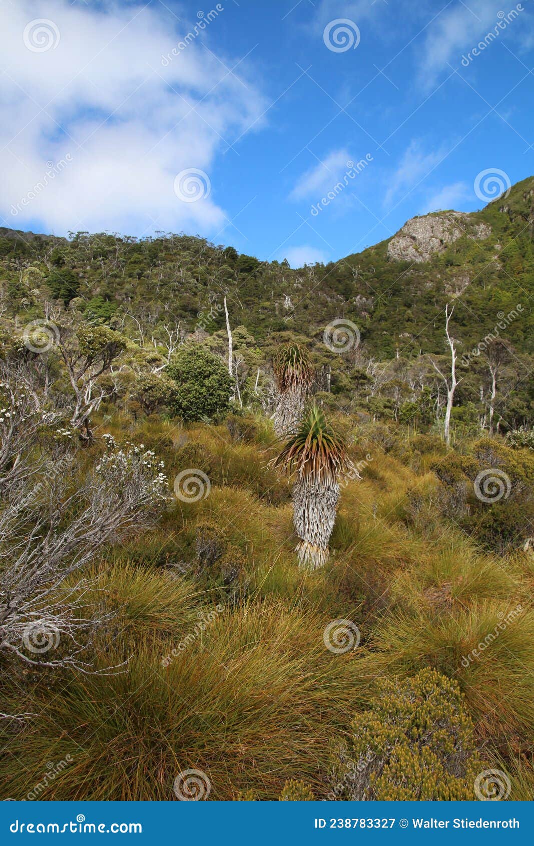 Giant Grass Tree in the Cradle Mountain, Tasmania, Australia Stock ...