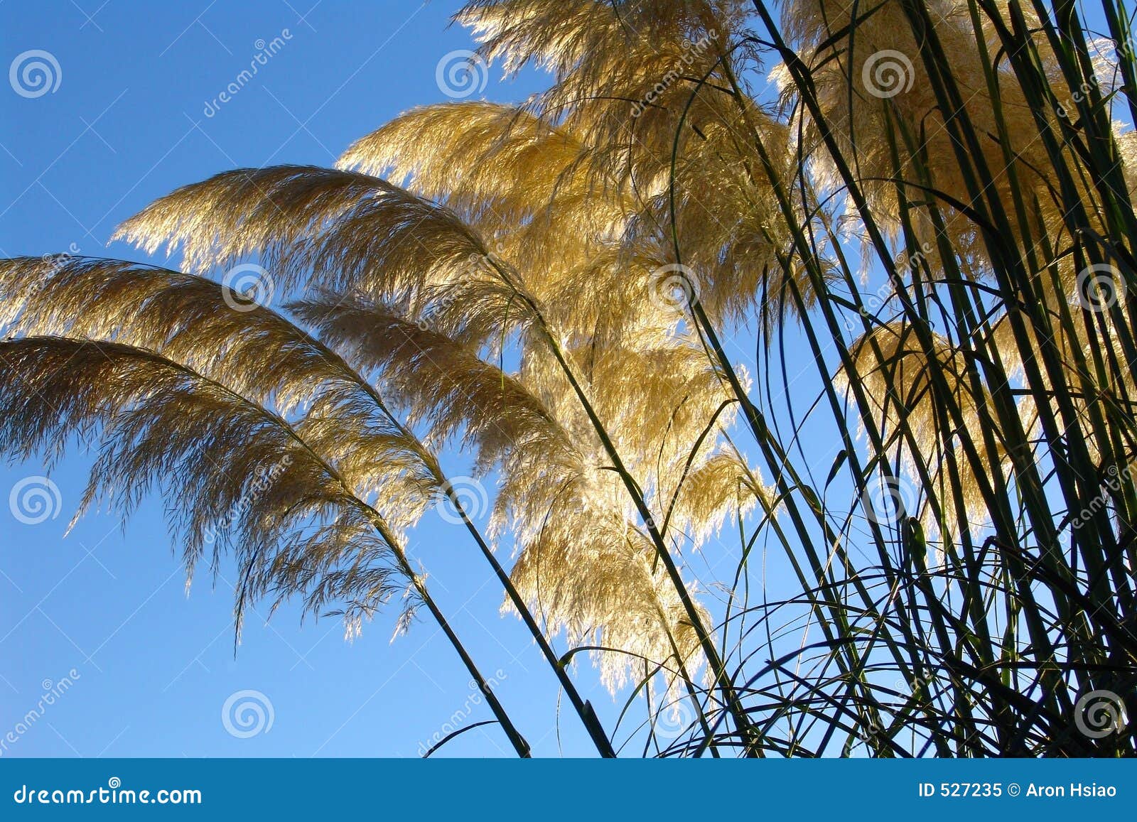Giant Grasses Against Summer Sun Stock Image - Image of rural, grass ...