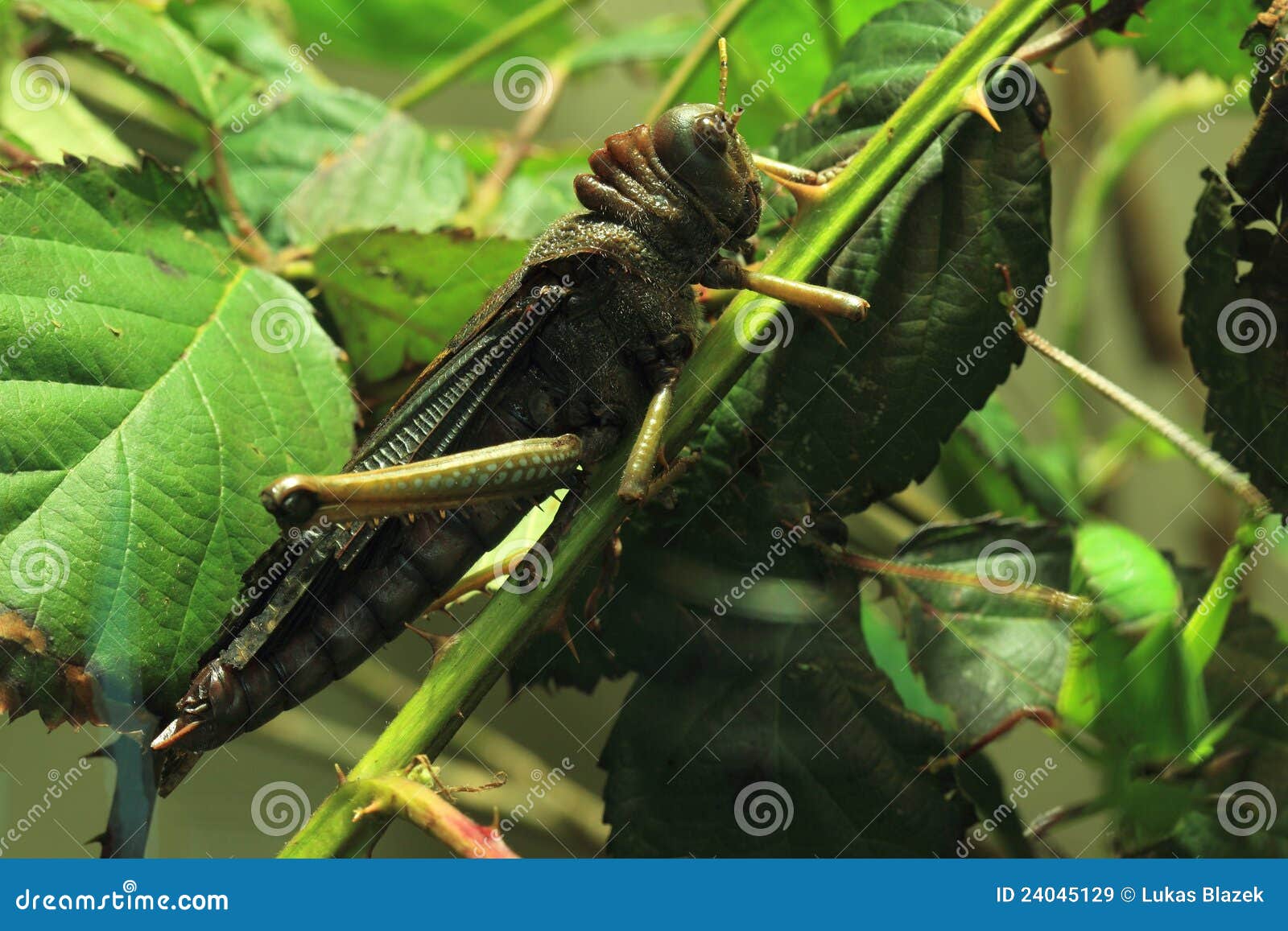 Giant grasshopper stock image. Image of valanga, insect - 24045129