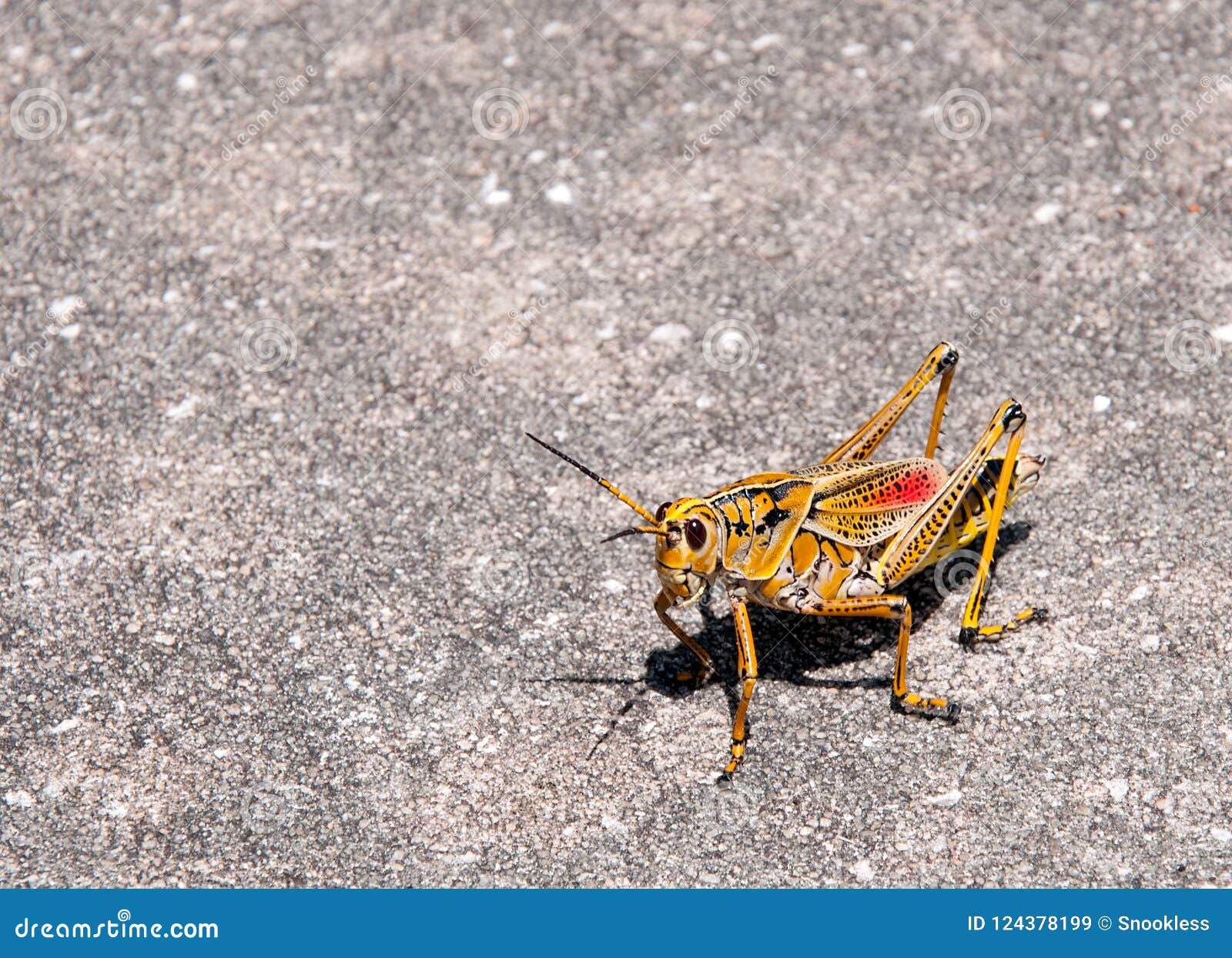 Giant Grasshopper On Pavement In Hot Sun Royalty-Free Stock Photography ...