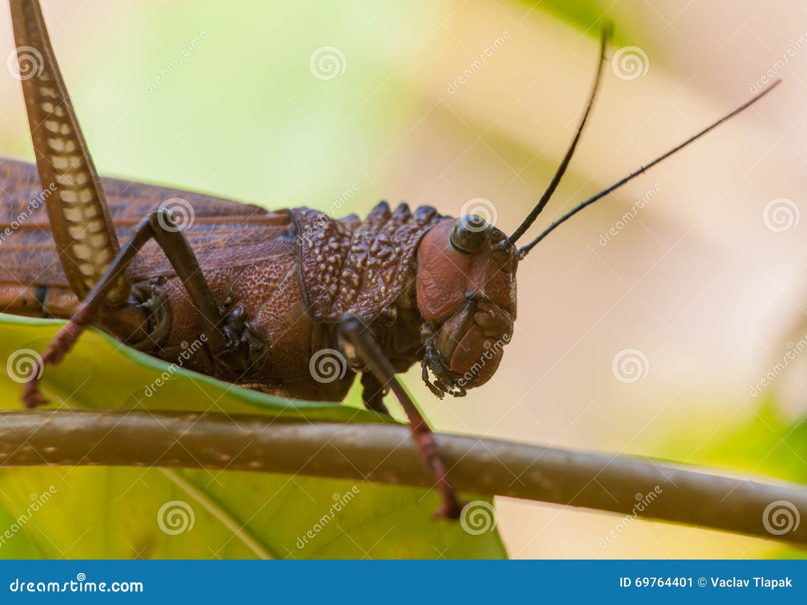 Giant grasshopper stock image. Image of close, closeup - 69764401