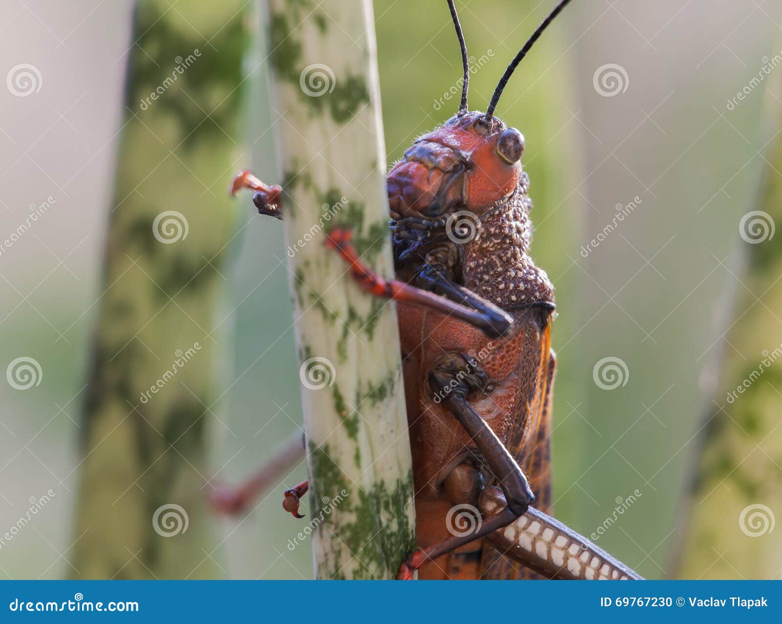 Giant grasshopper stock photo. Image of wild, cricket - 69767230