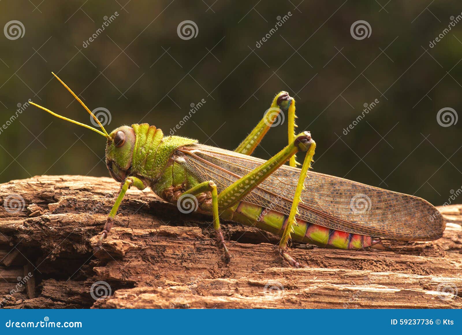 Giant Grasshopper stock photo. Image of nature, cricket - 59237736
