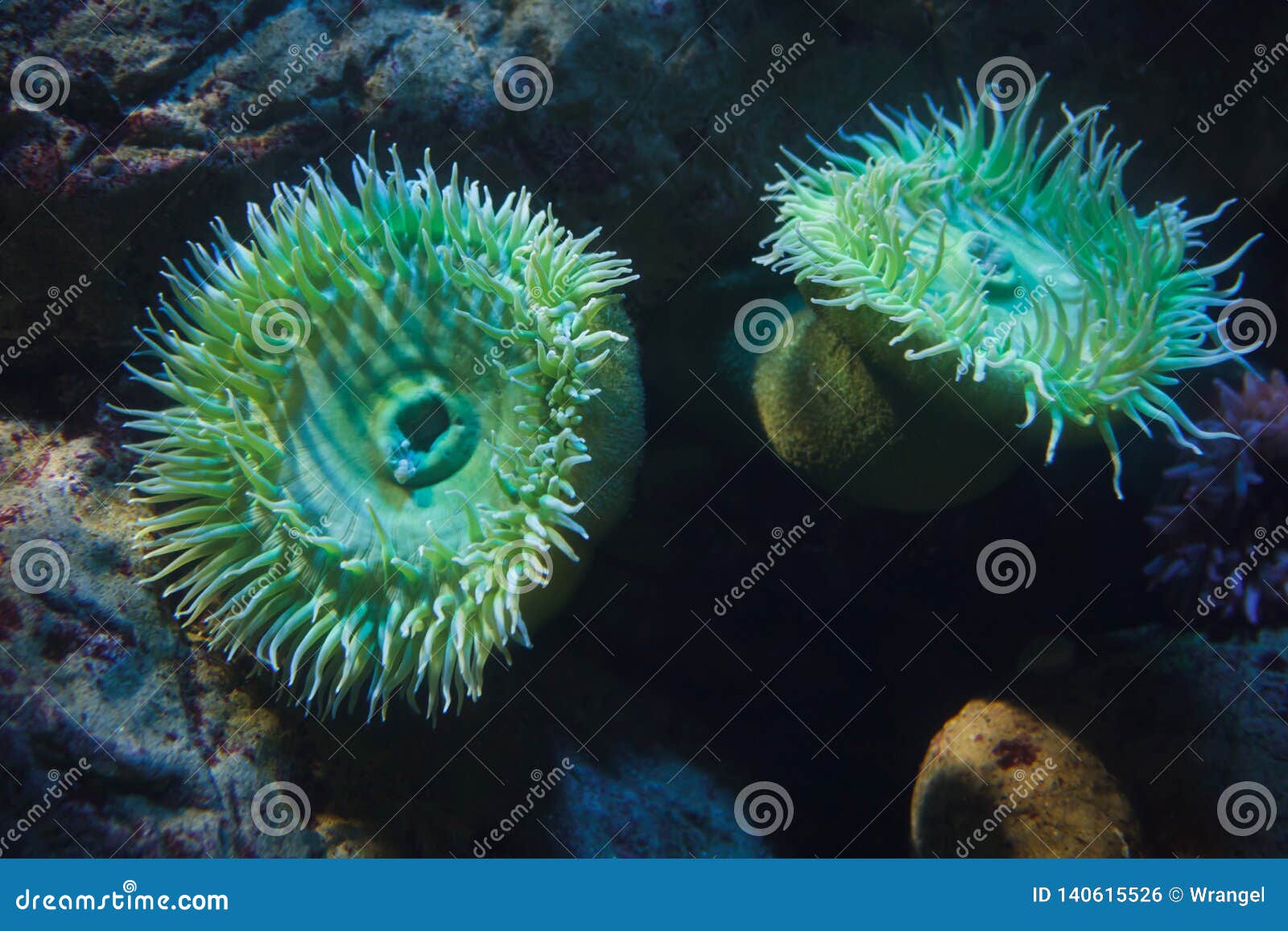 Giant Green Anemones Anthopleura Xanthogrammica Stock Photo - Image of ...