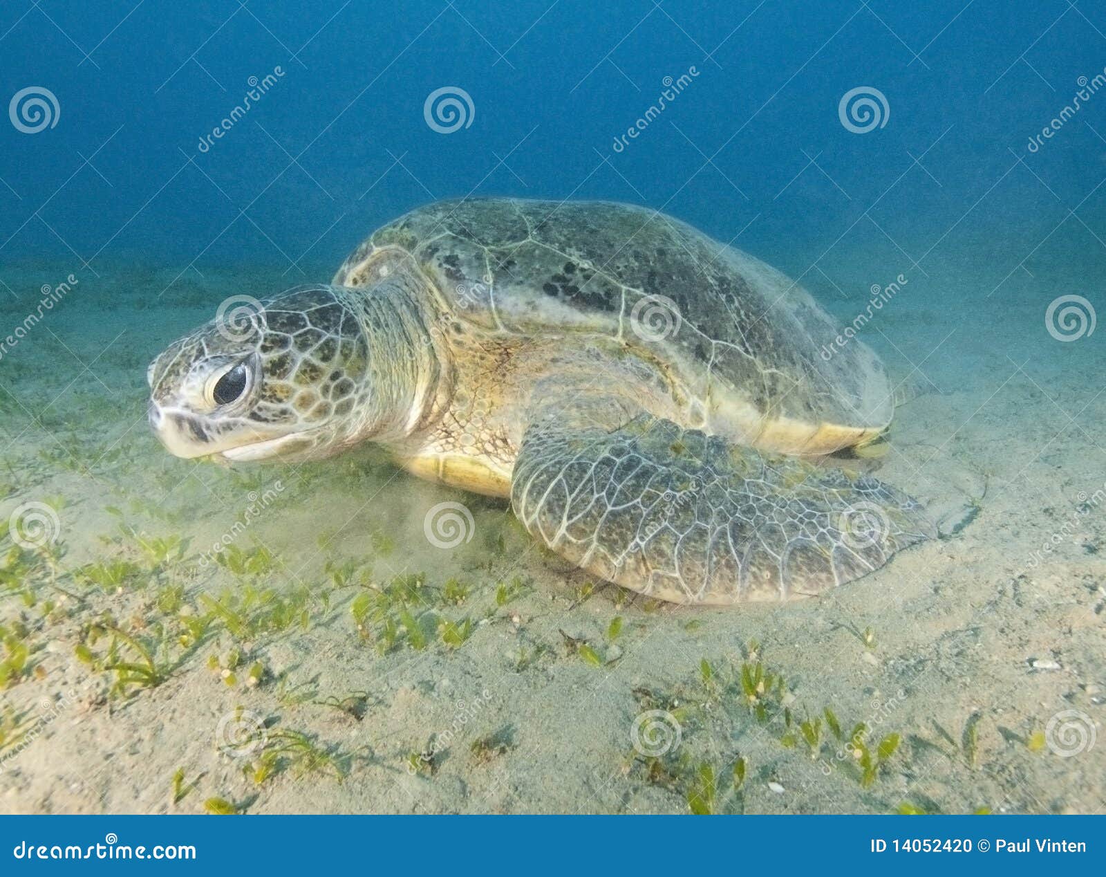 Giant green sea turtle stock photo. Image of fauna, closeup - 14052420