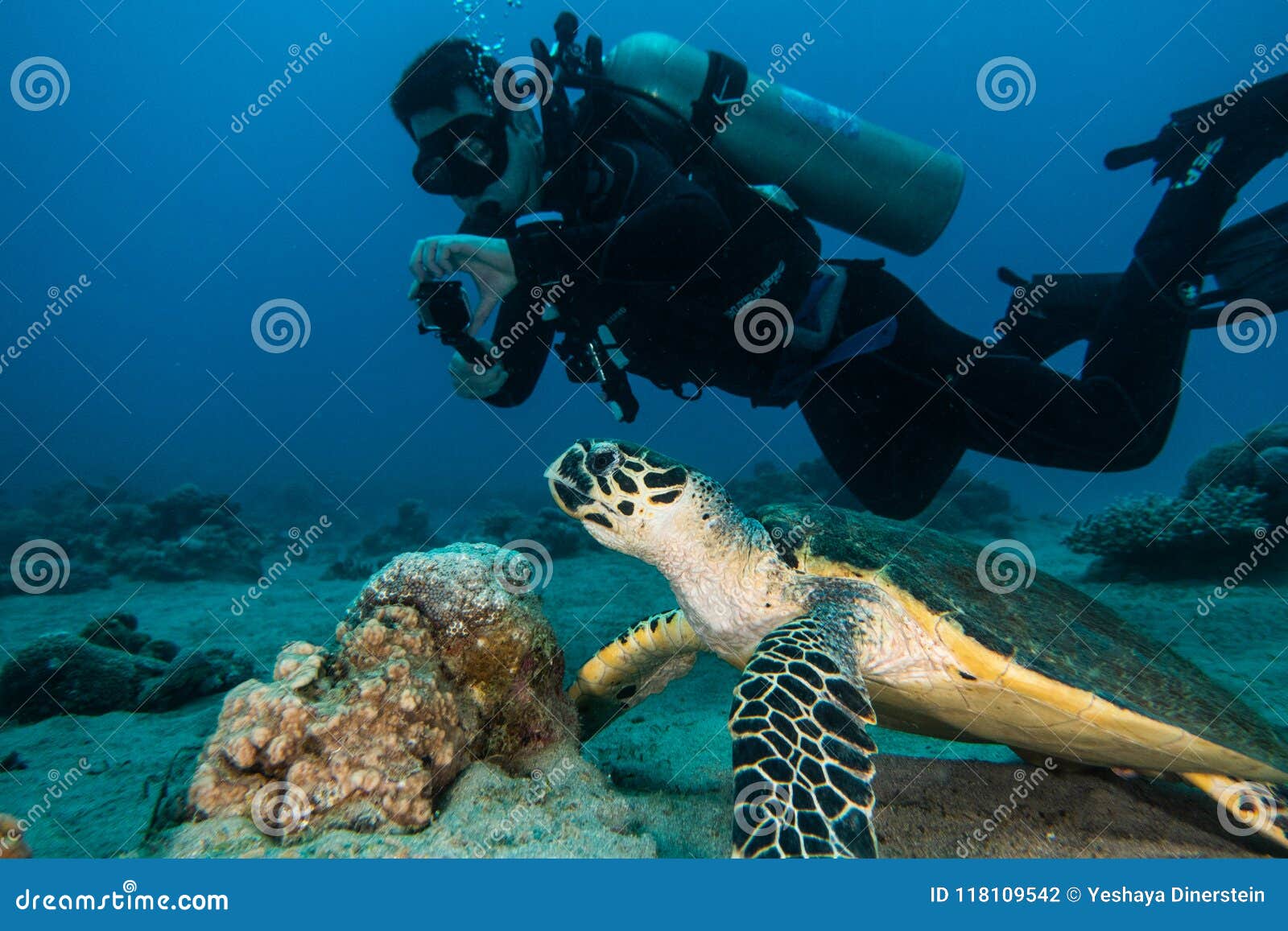 Giant Green Sea Turtles in the Red Sea a.e Editorial Photography ...
