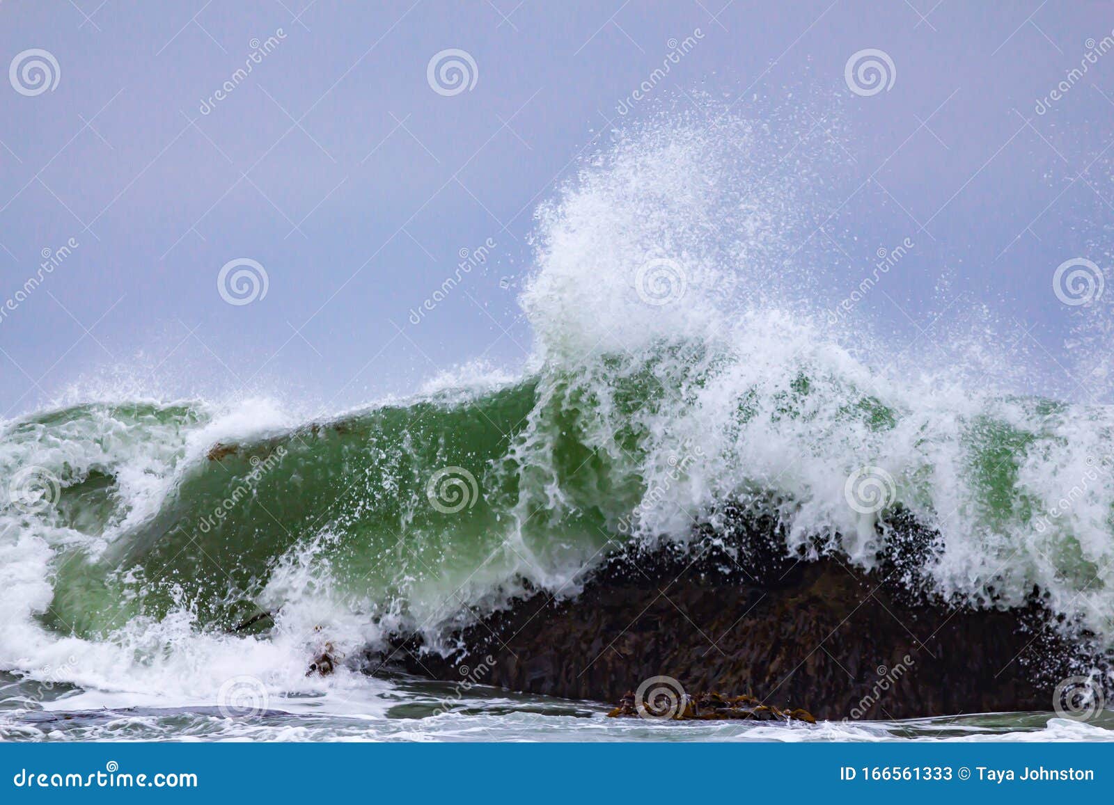 Giant Green Wave Crashing on Seaweed Covered Boulder Stock Image ...