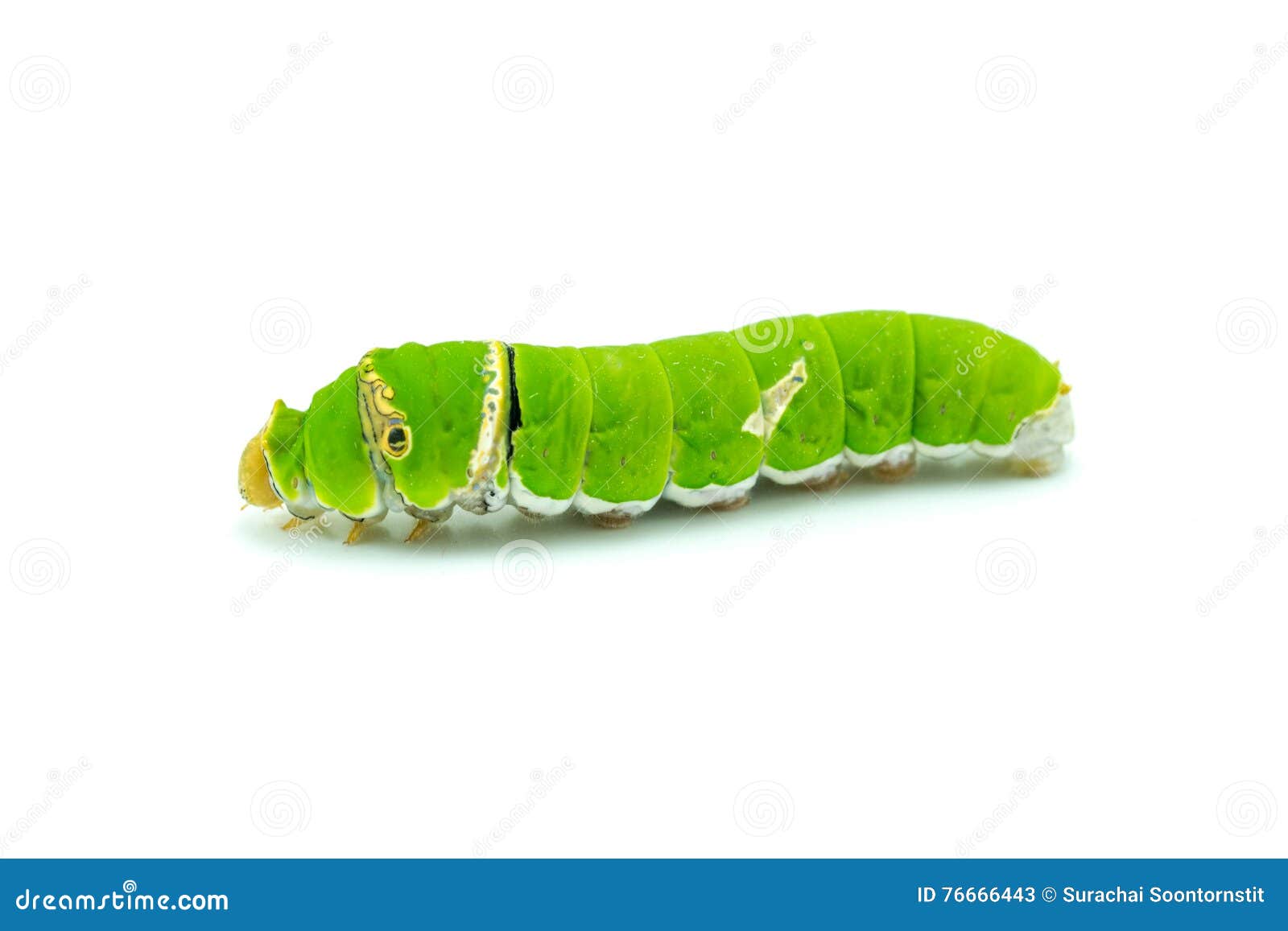 Giant green worm stock image. Image of beauty, detail - 76666443
