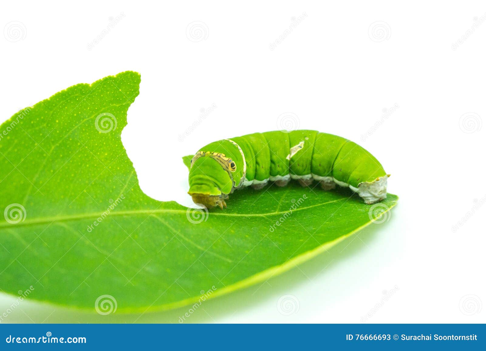Giant green worm stock image. Image of collection, environment - 76666693
