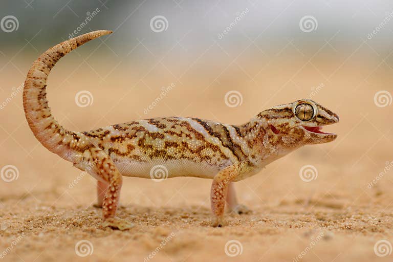 Giant ground gecko stock photo. Image of africa, ground - 566686