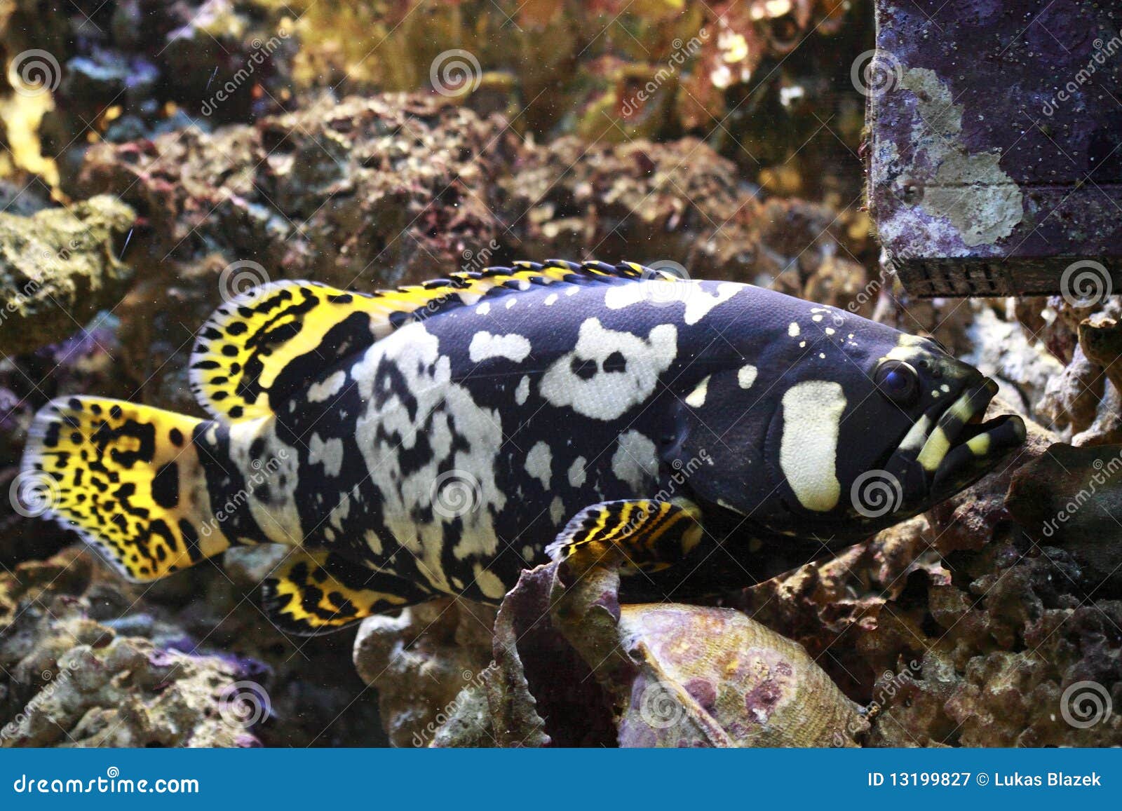 Giant grouper stock image. Image of spotted, aquatic - 13199827
