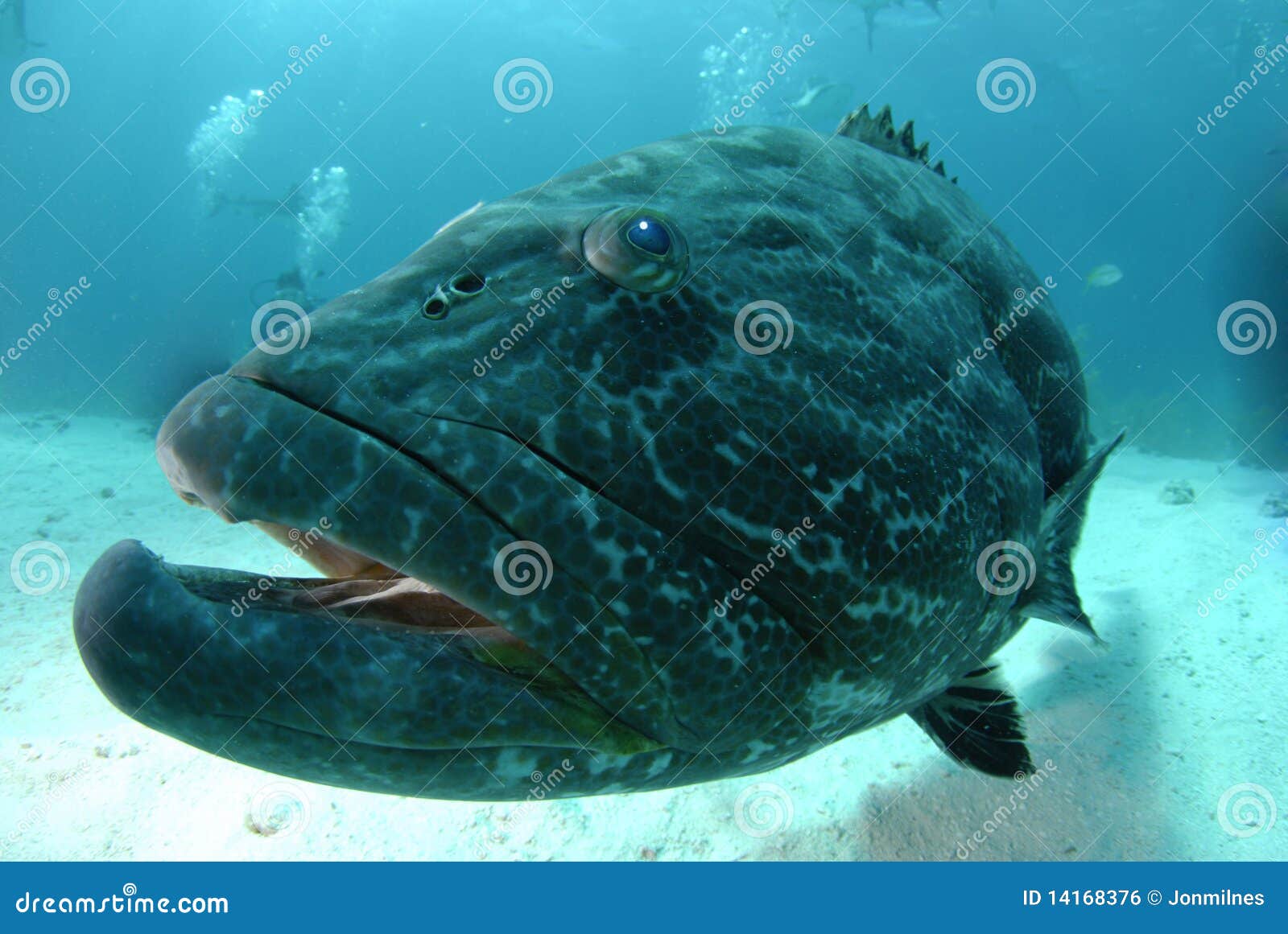 Giant Grouper stock photo. Image of leisure, adventure - 14168376