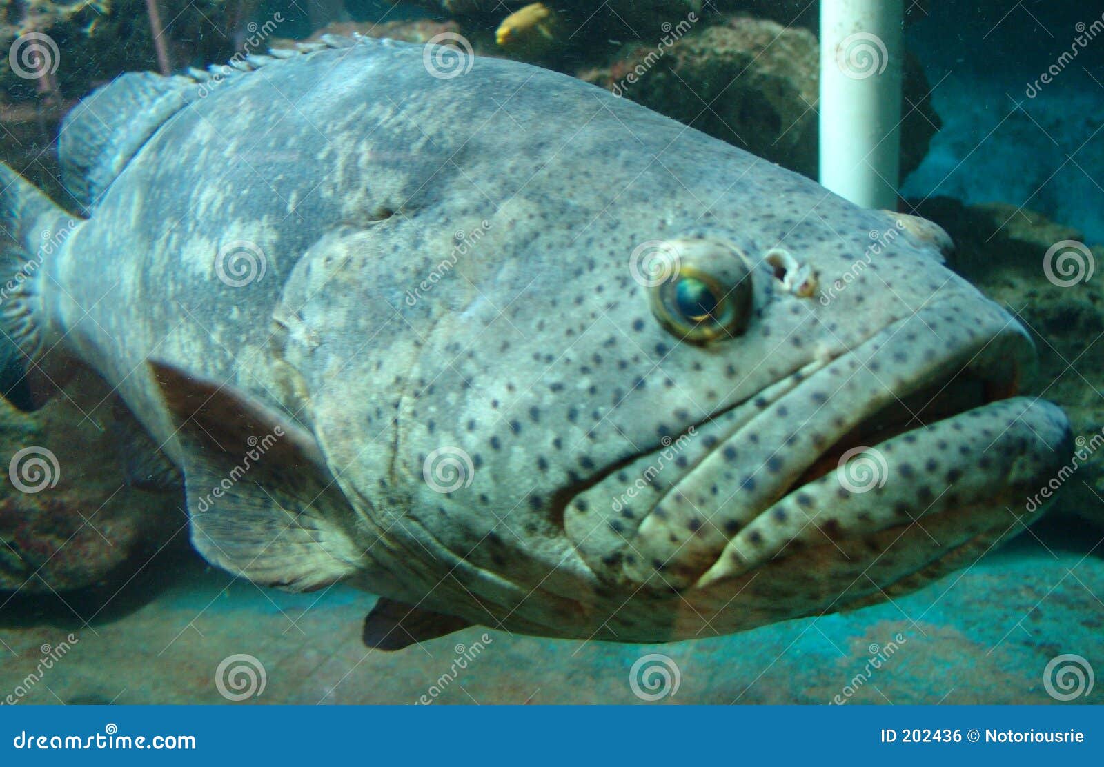 Giant Grouper Fish In An Aquarium Stock Image | CartoonDealer.com #56735983