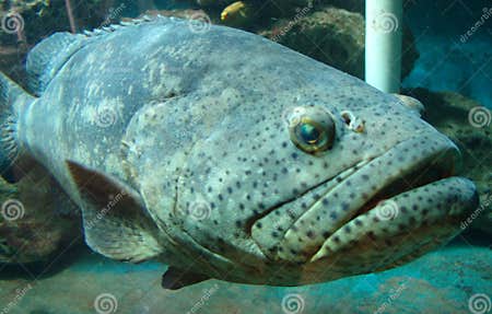 Giant Grouper stock photo. Image of nature, grouper, tropical - 202436