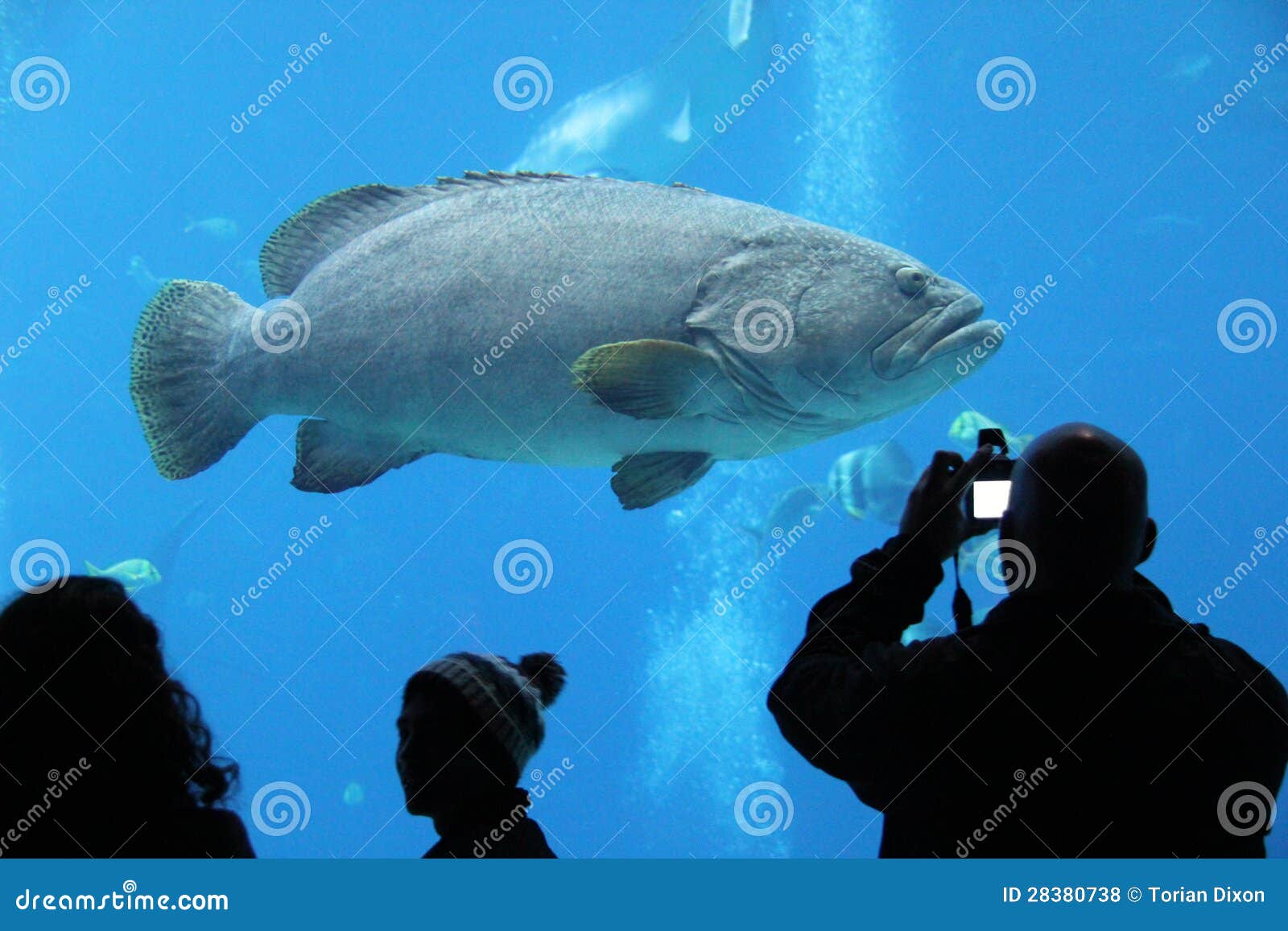 Giant Grouper editorial stock photo. Image of marine - 28380738