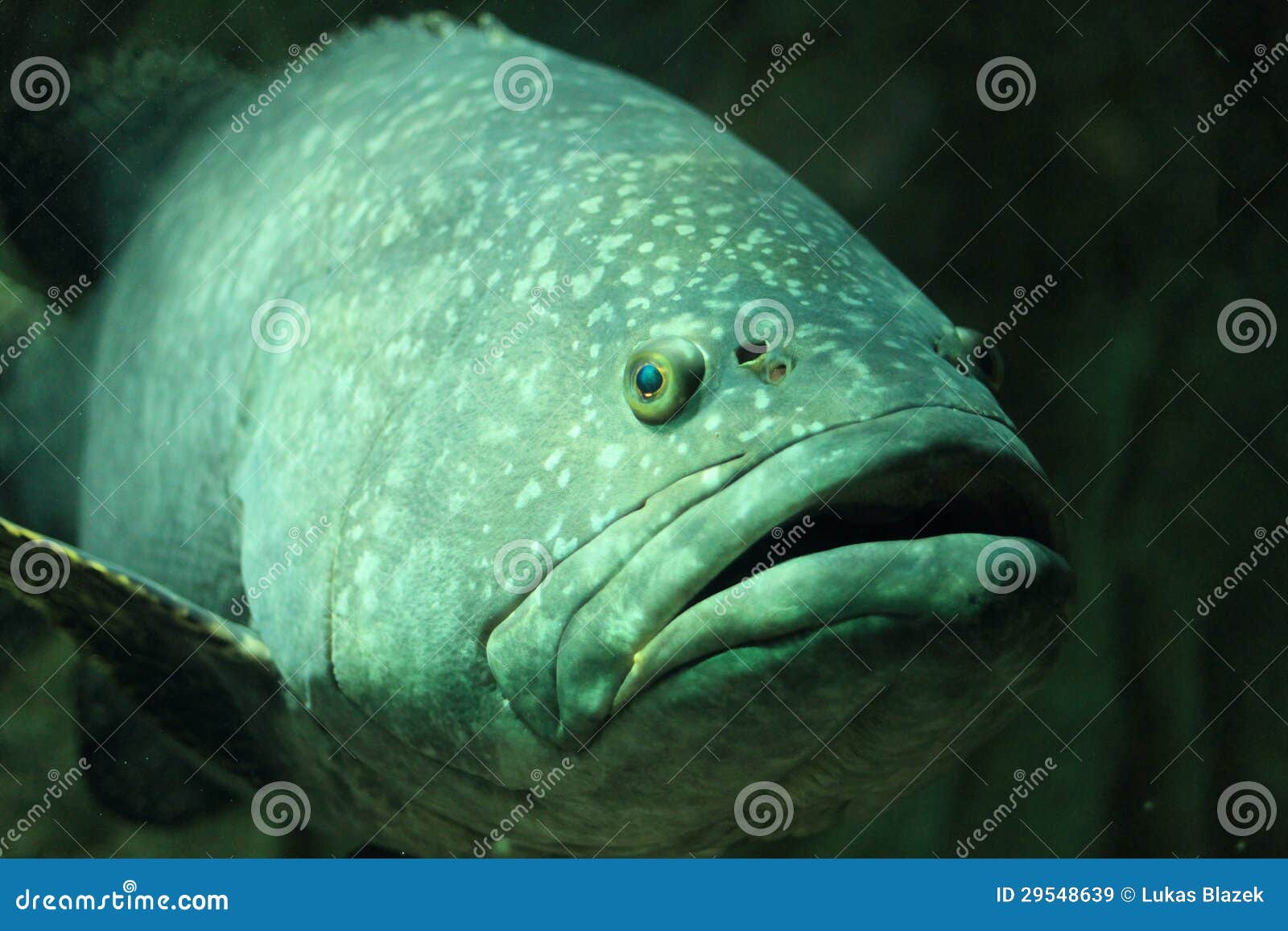 Giant grouper stock image. Image of ocean, nature, giant - 29548639