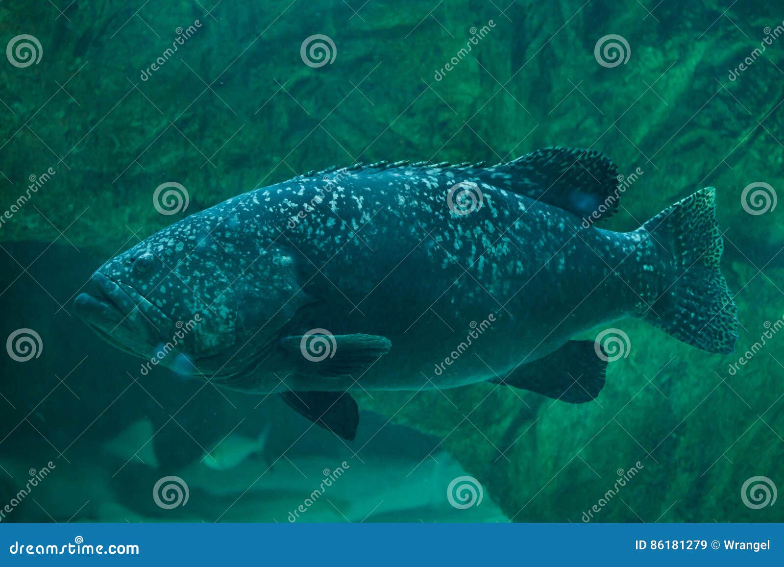 Epinephelus Lanceolatus Or Giant Grouper Or Brindle Bass. Royalty-Free ...