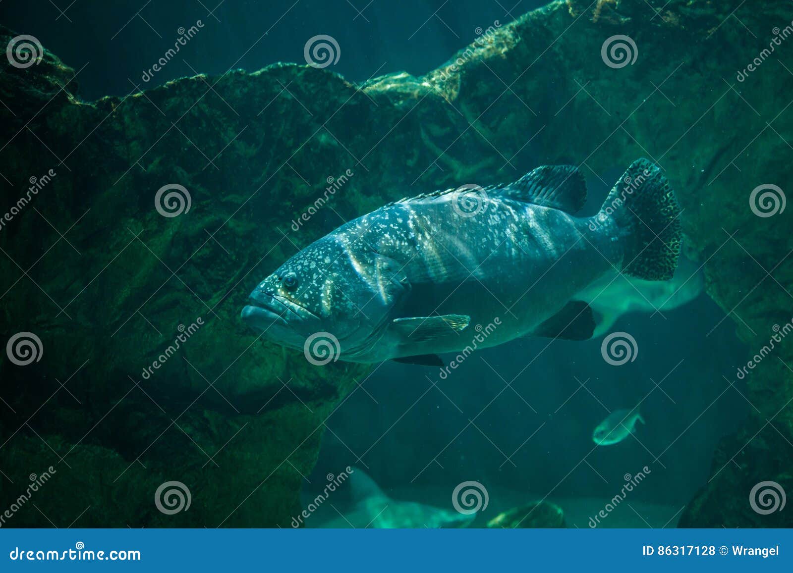 Epinephelus Lanceolatus Or Giant Grouper Or Brindle Bass. Royalty-Free ...