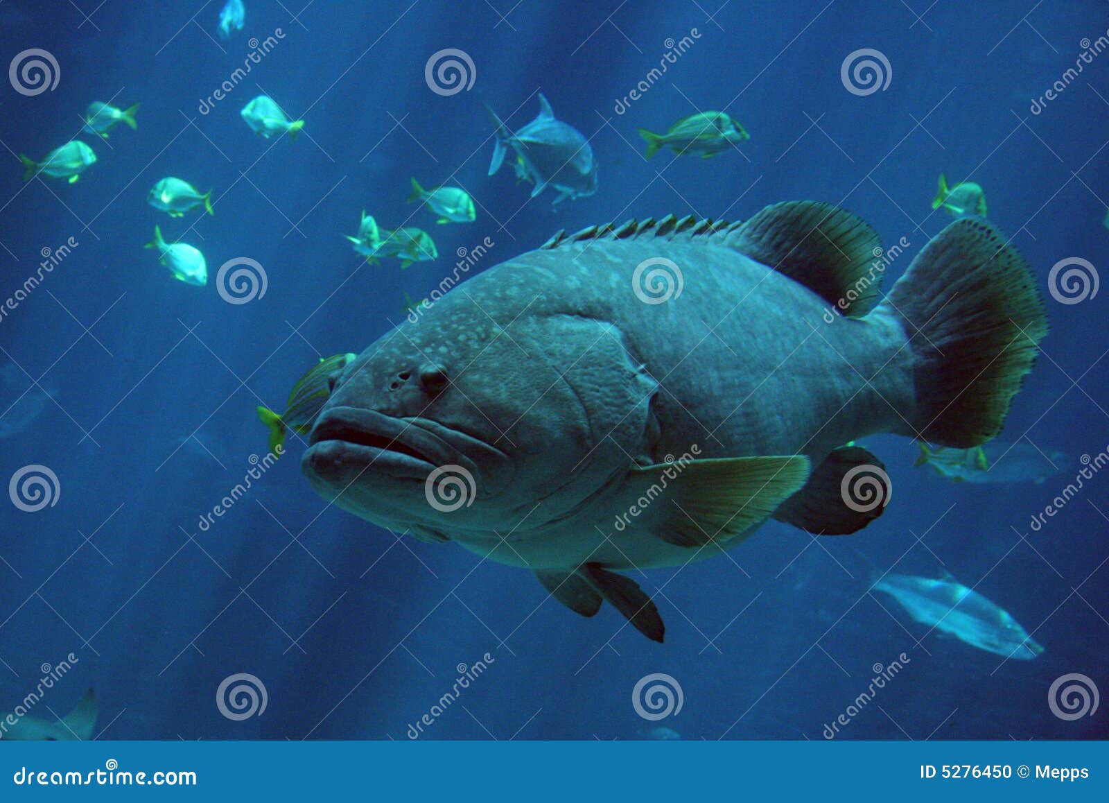 Giant Grouper Fish stock photo. Image of tarpon, jacks - 5276450