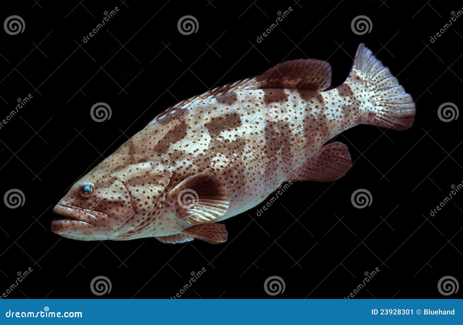 Giant Grouper Or Brown Spotted Grouper Fish Royalty-Free Stock ...
