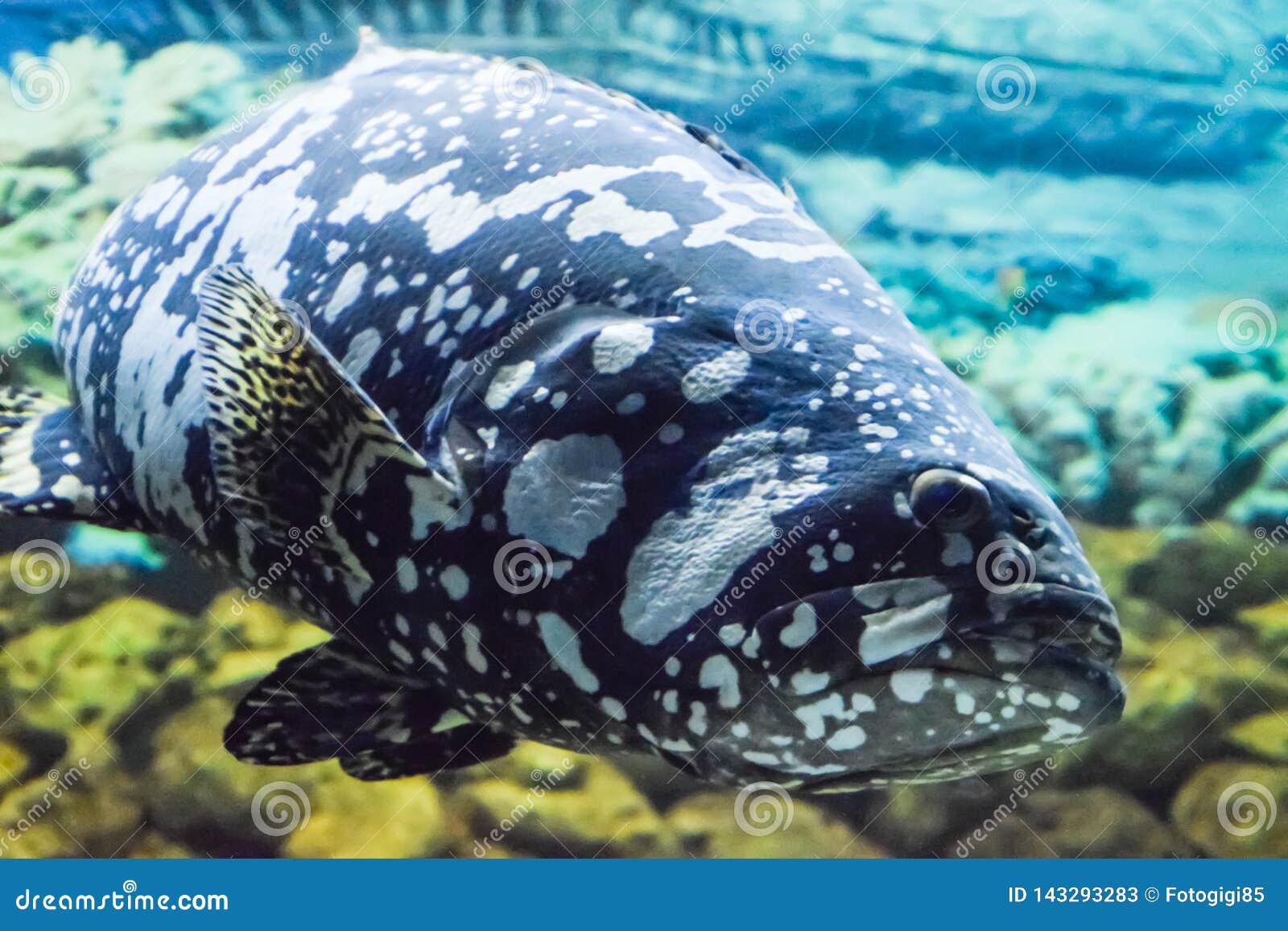 Giant Grouper Humpback Grouperpanther Grouper Stock Image - Image of ...