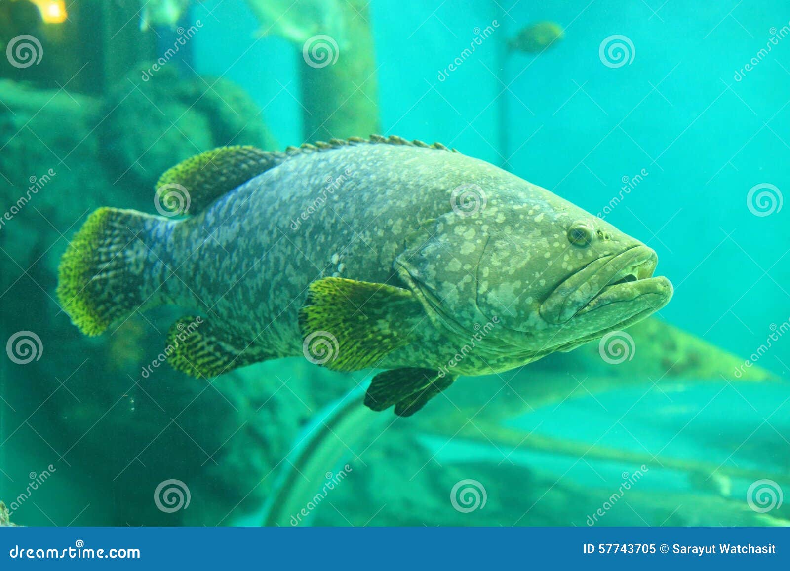 Giant grouper stock image. Image of atlantic, grouper - 57743705