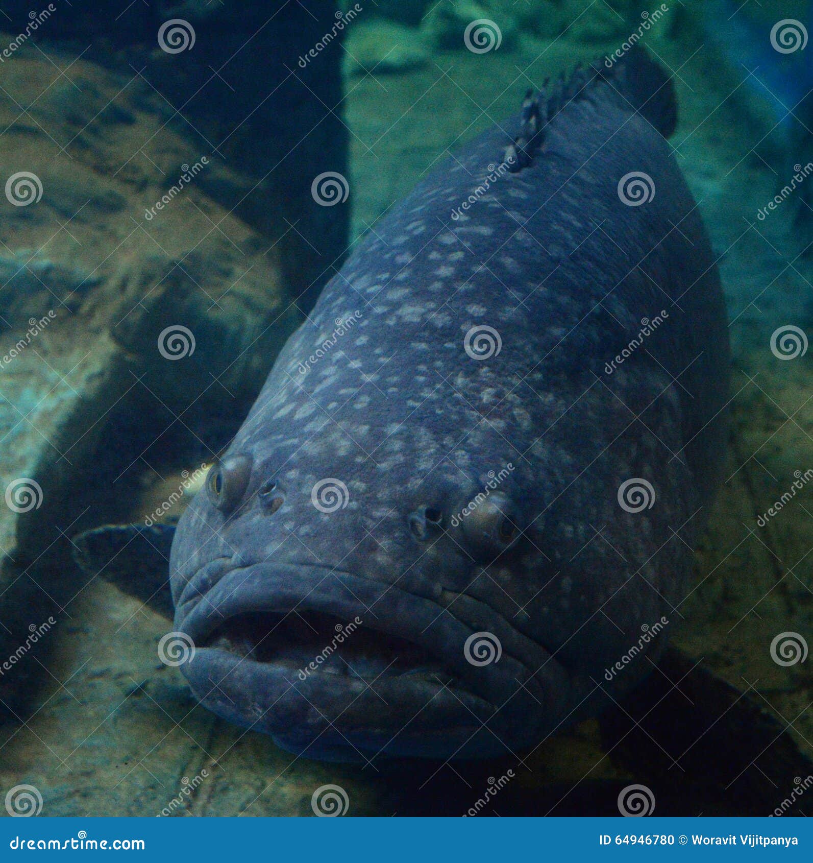 Giant Grouper - Queensland Grouper Stock Photo - Image of queensland ...