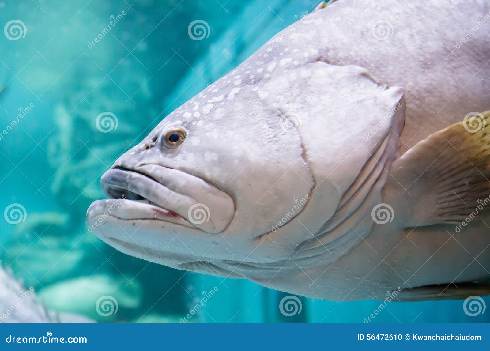 Giant Grouper or Queensland Grouper Stock Photo - Image of hunter ...