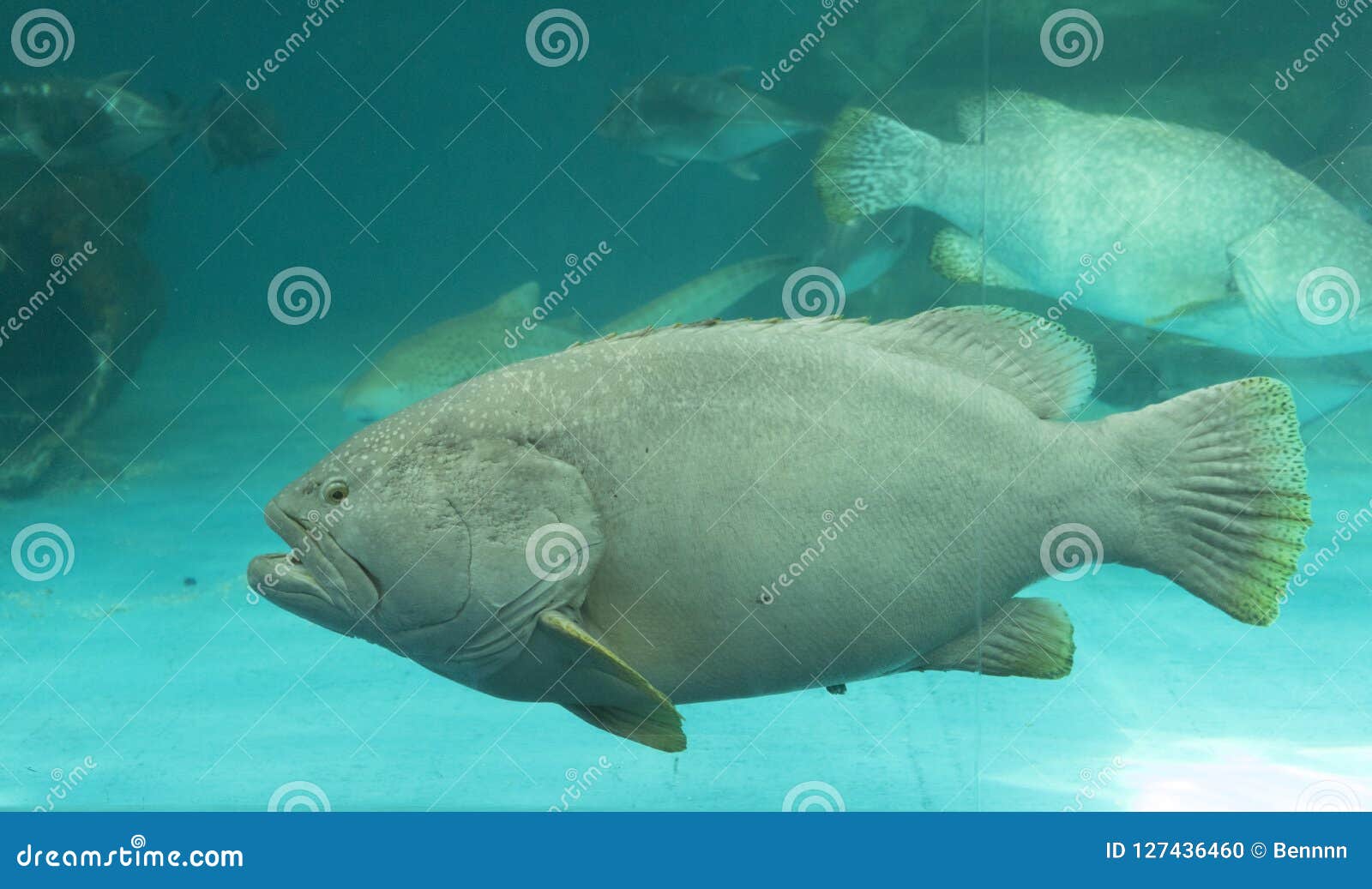 Giant Grouper Under Water Aquarium Stock Photo - Image of monster ...