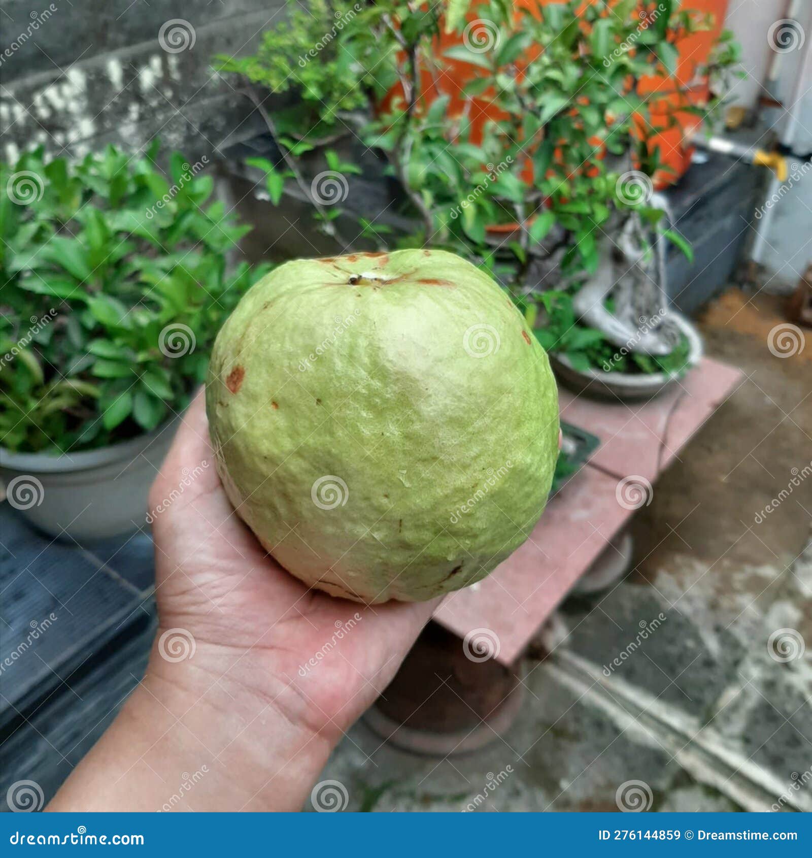 Giant guava on my hand stock image. Image of greenfruit - 276144859
