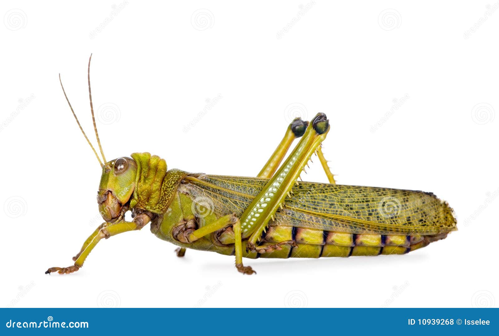 Giant Guianas Locust Against White Background Stock Photo - Image of ...