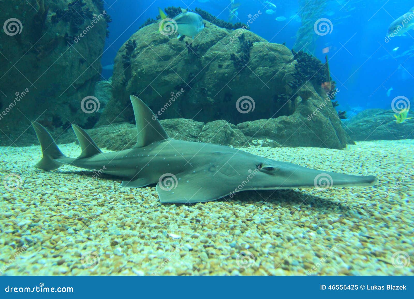Guitarfish Royalty-Free Stock Photo | CartoonDealer.com #3003063