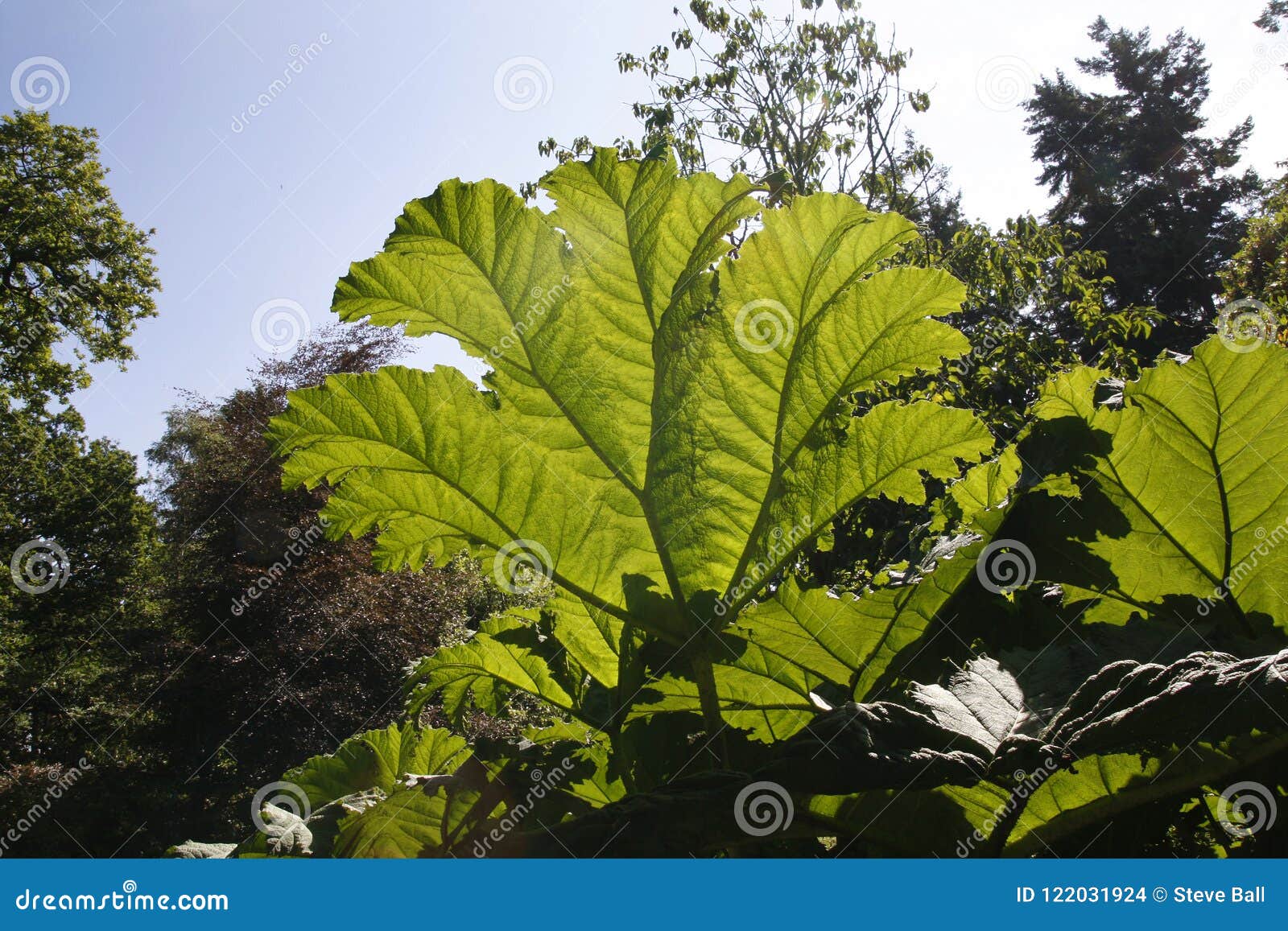 Giant Gunnera leaves stock photo. Image of clyne, botanical - 122031924