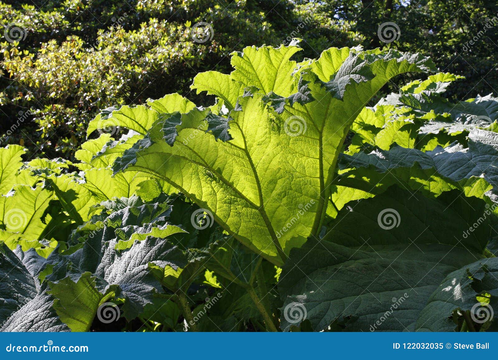 Giant Gunnera Stock Photo | CartoonDealer.com #231078264