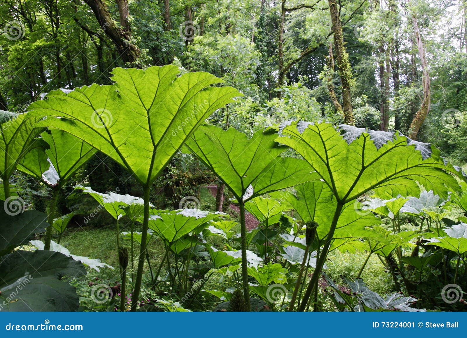 Giant Gunnera plants stock image. Image of green, nature - 73224001