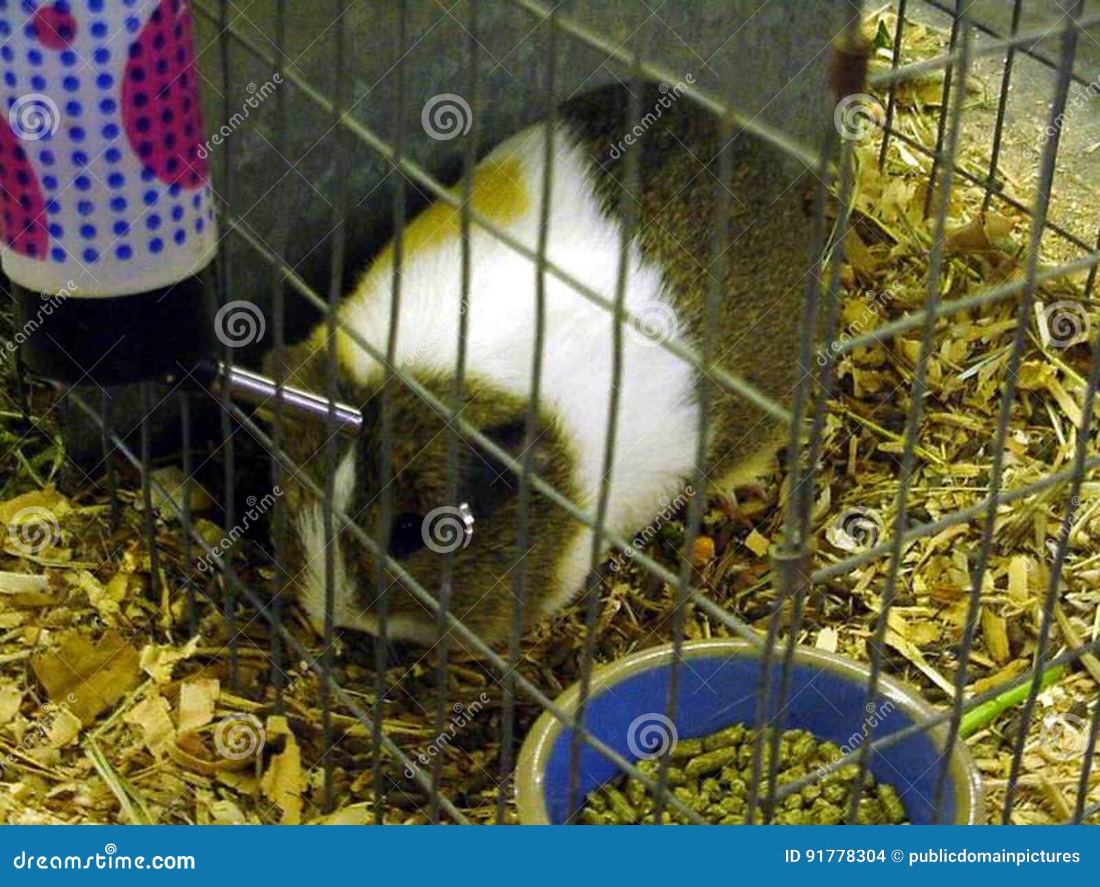 Giant Hamster Picture. Image: 91778304