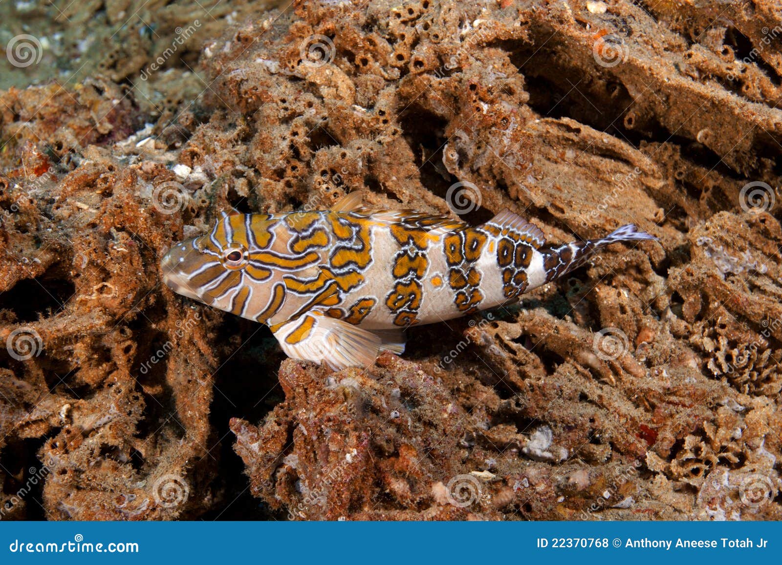 Giant Hawkfish (Cirrhitus Rivulatus) Stock Photo - Image of colorful ...