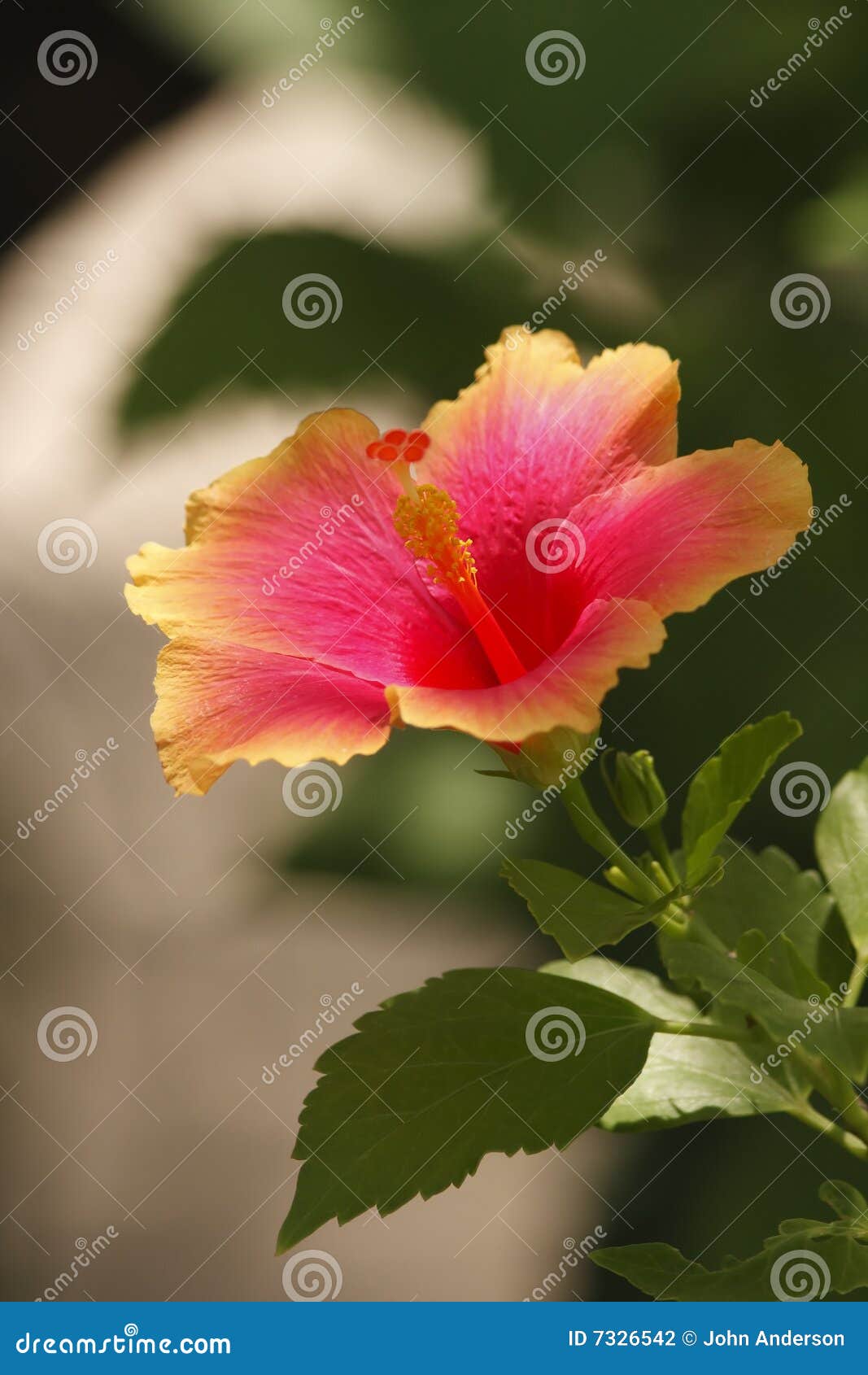 Giant Hibiscus flower stock photo. Image of colorful, beauty - 7326542