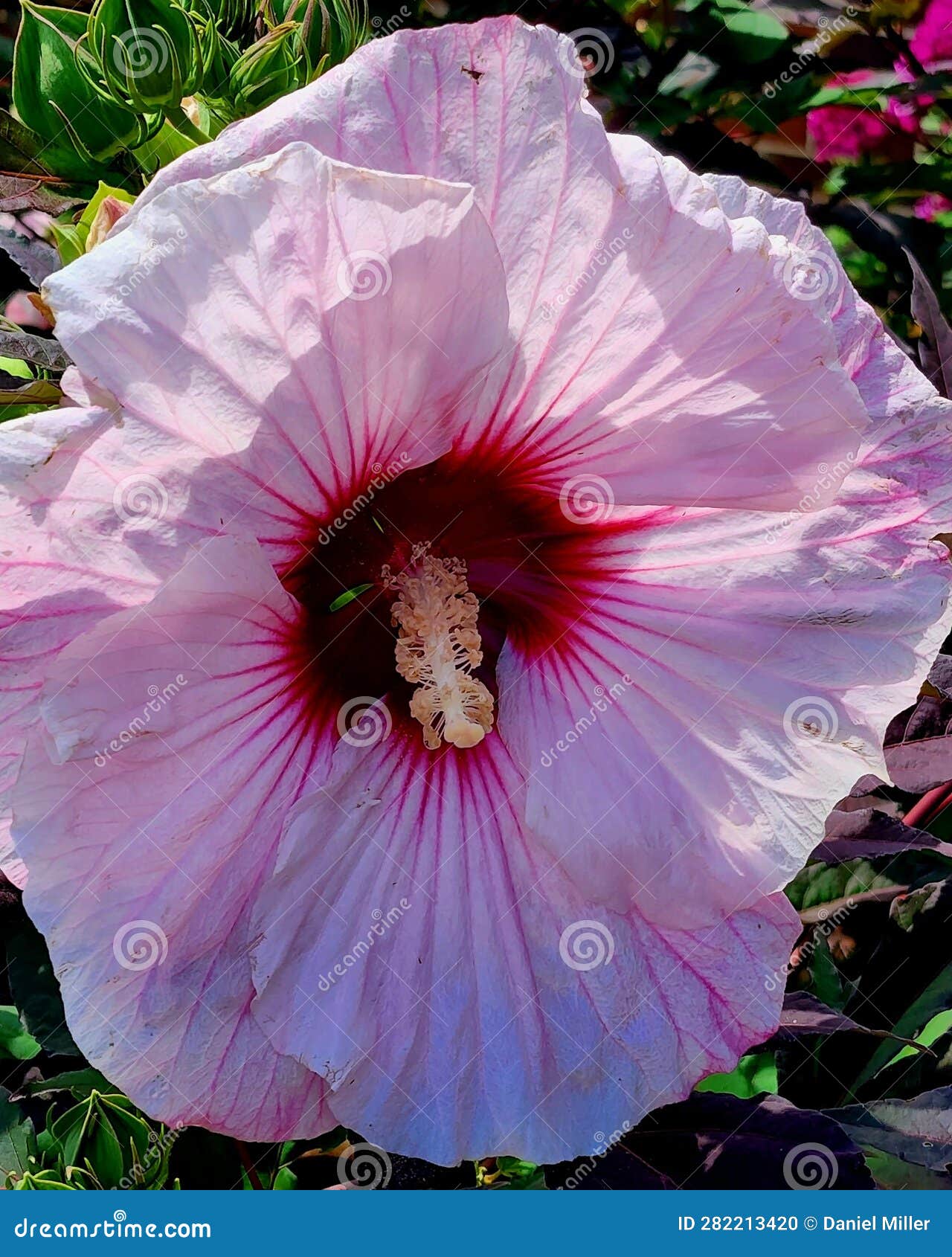 Giant Hibiscus Flower Nature Art Stock Photo - Image of giant, flower ...