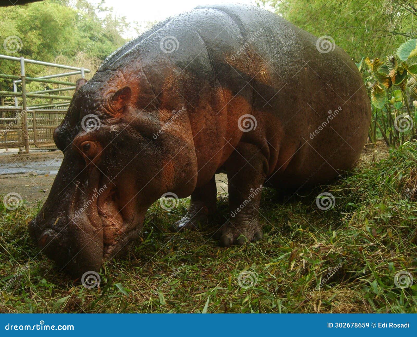 Giant Hippopotamus Sleeping Beauty In The Zoo Stock Photography ...