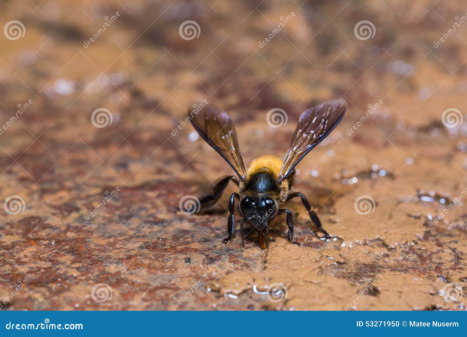 Giant honey bee stock photo. Image of dorsata, wildlife - 53271950