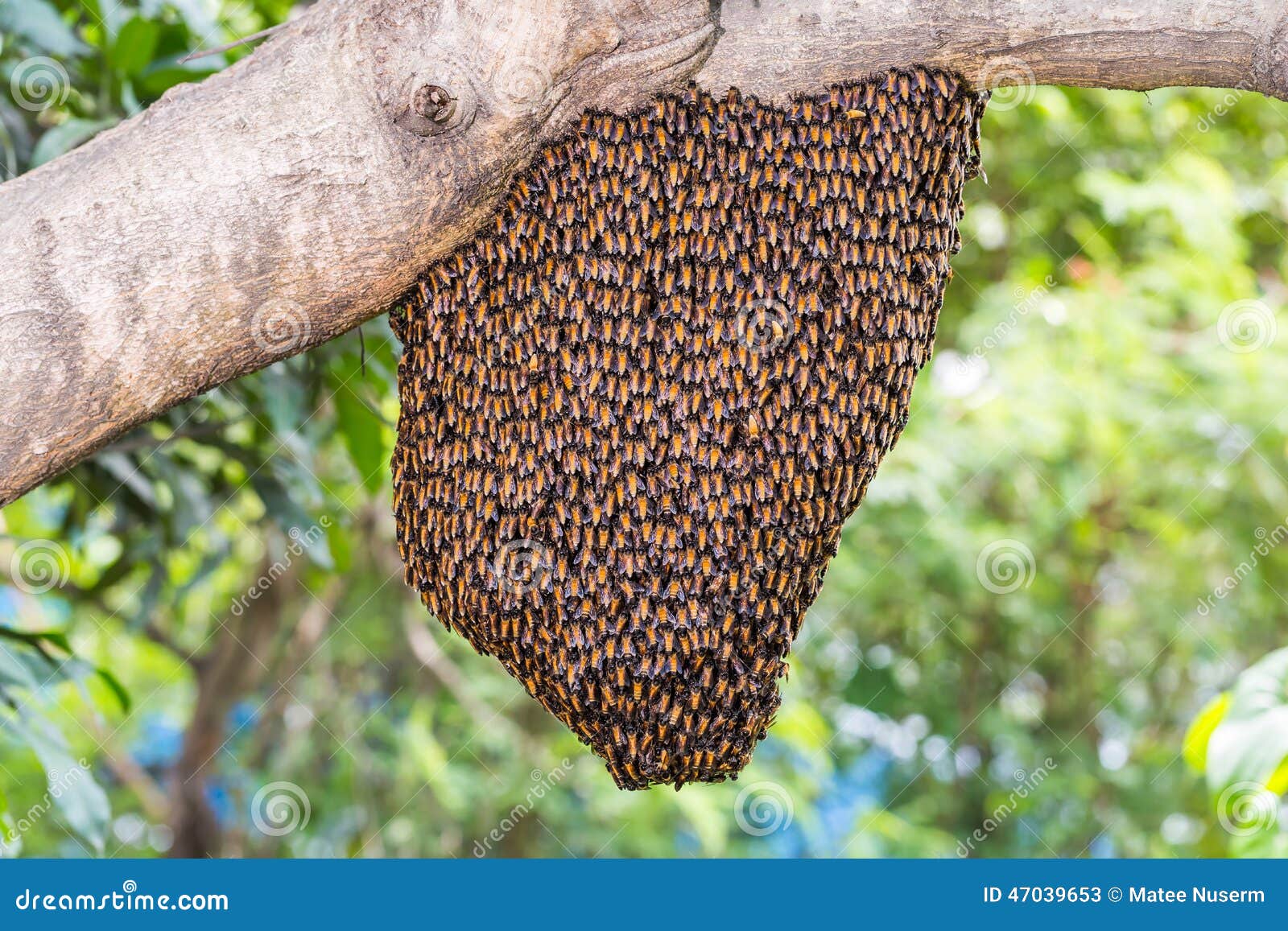 Giant Honey Bees Stock Photo | CartoonDealer.com #47246556