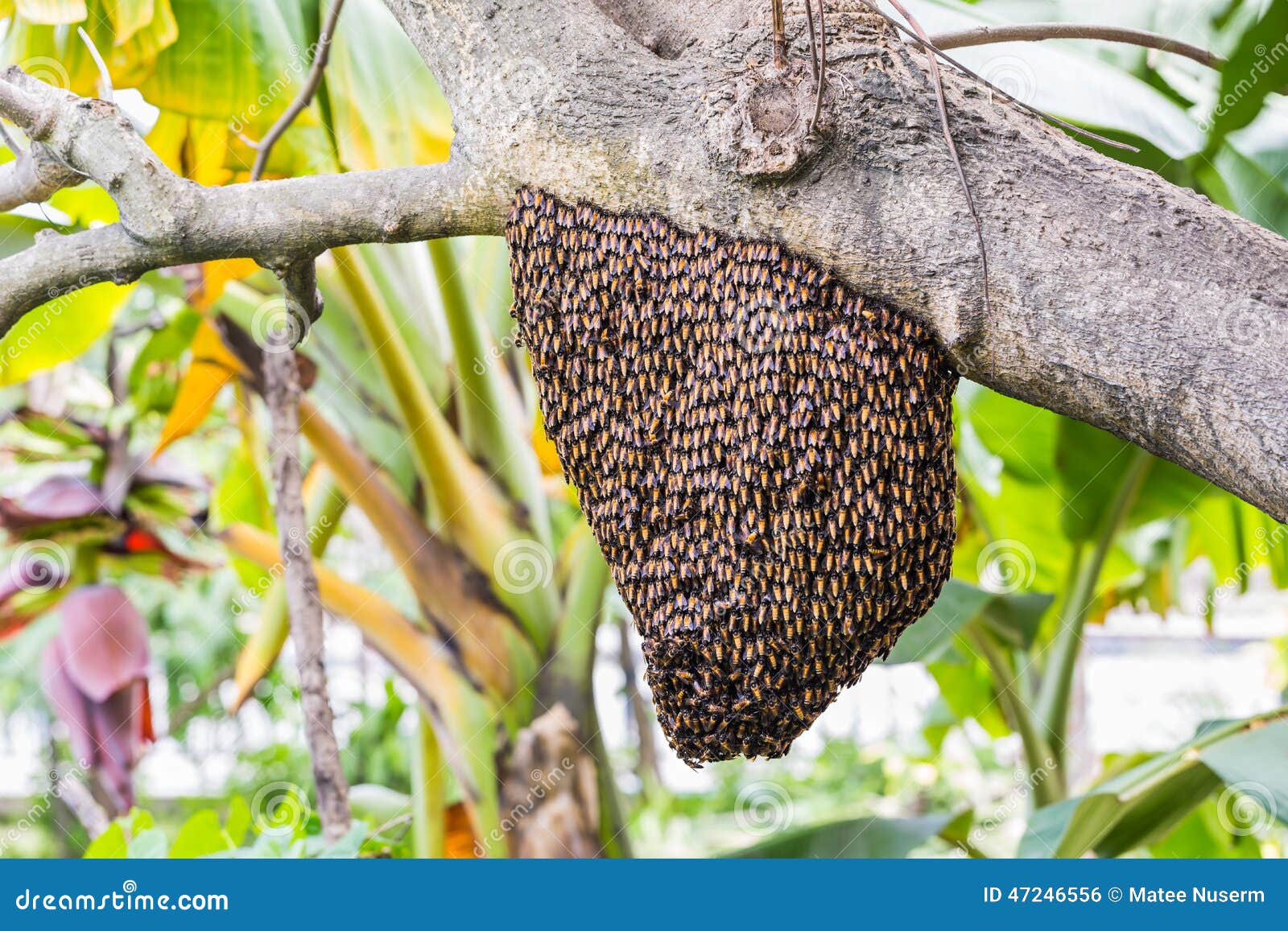 Giant Honey Bees Stock Photo | CartoonDealer.com #47246556