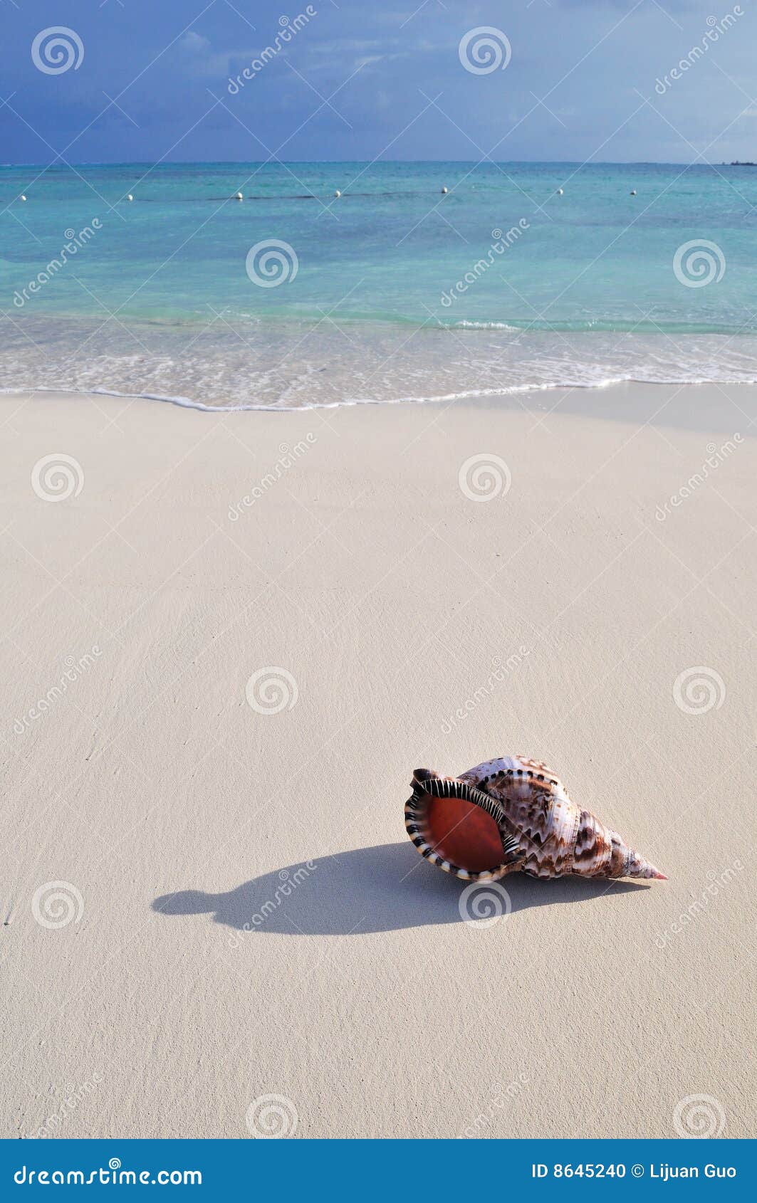 Giant Horn Shell on the Caribbean Beach Stock Photo - Image of ocean ...